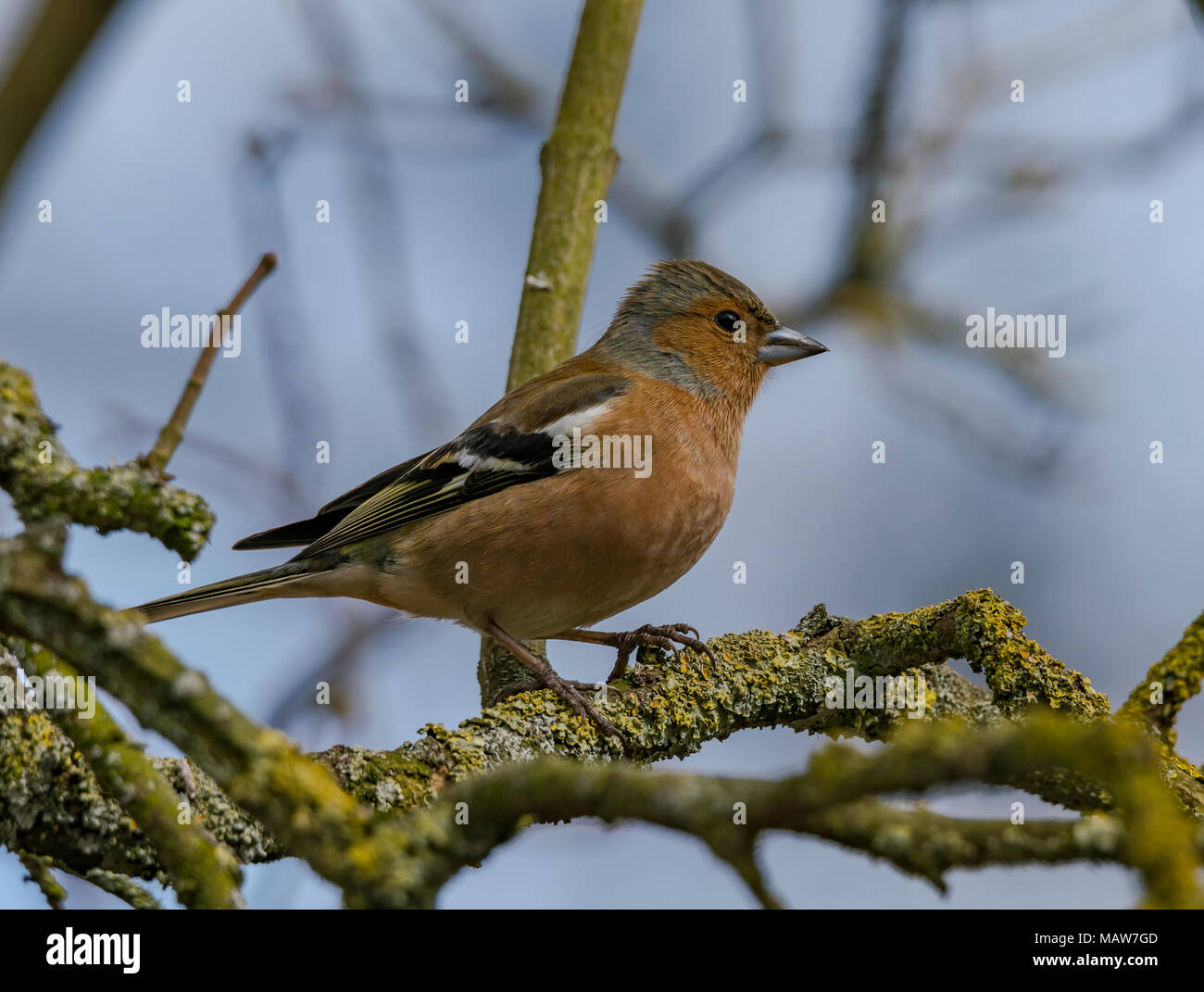 Chafffinch hi-res stock photography and images - Alamy