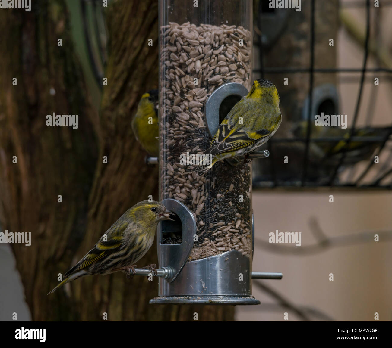 Birds of the feeder hi-res stock photography and images - Alamy