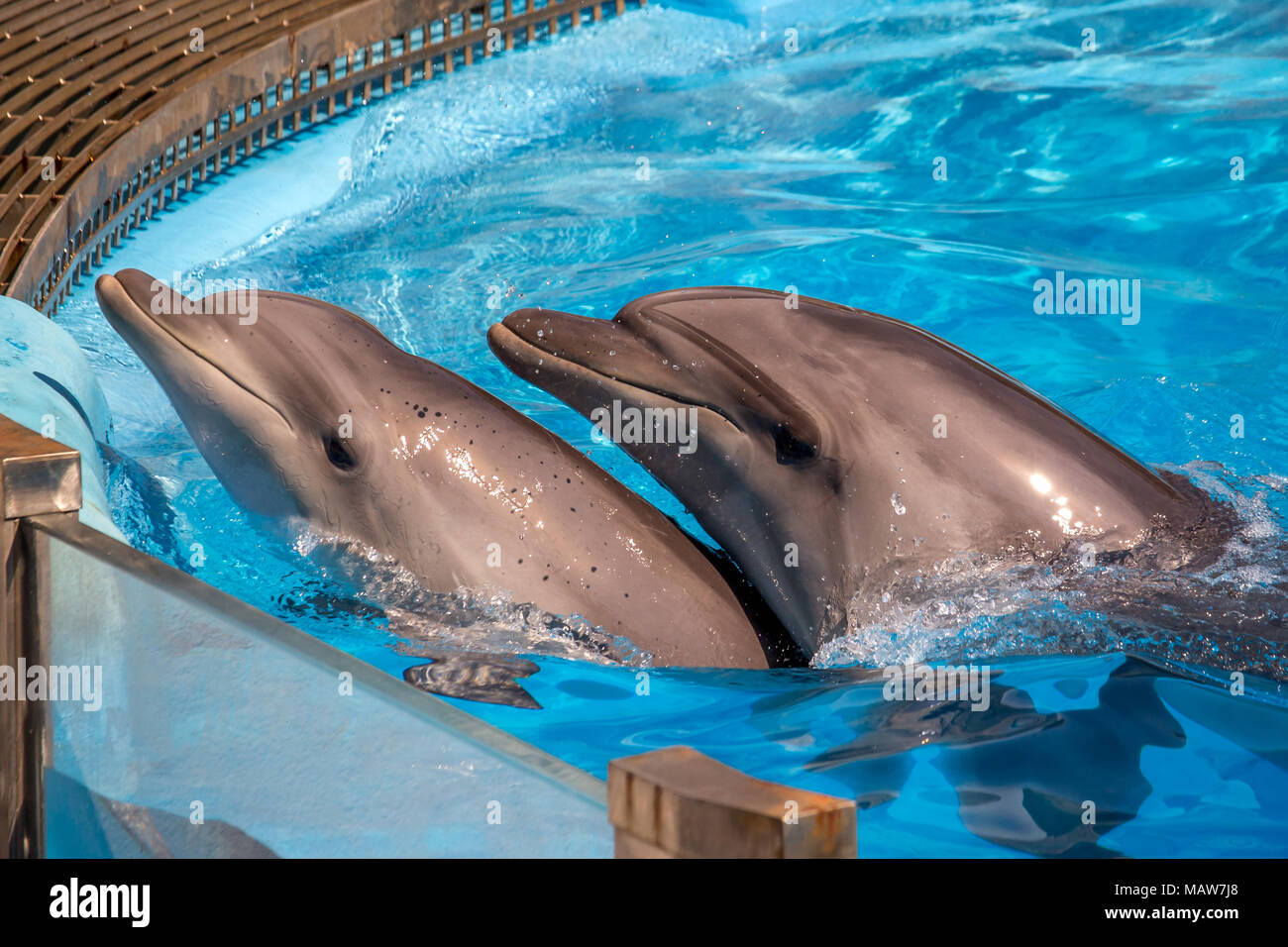 Georgia aquarium dolphin hi-res stock photography and images - Alamy