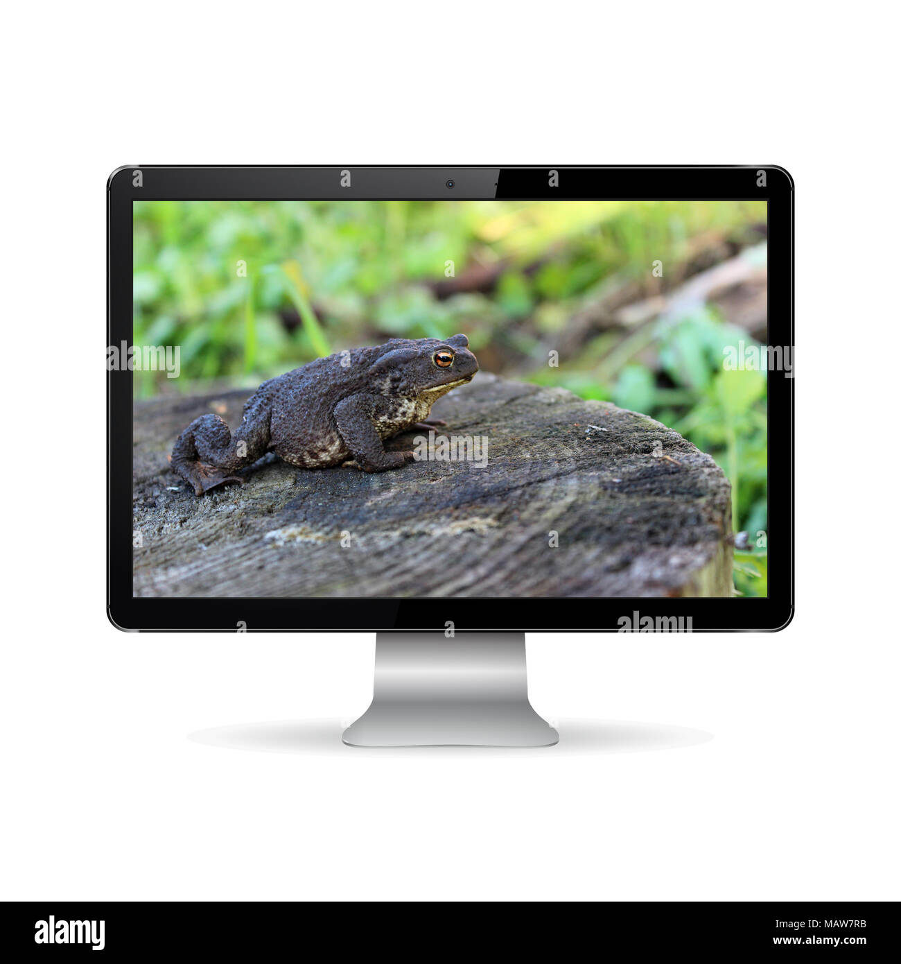 Computer display isolated on white with frog on screen Stock Photo - Alamy