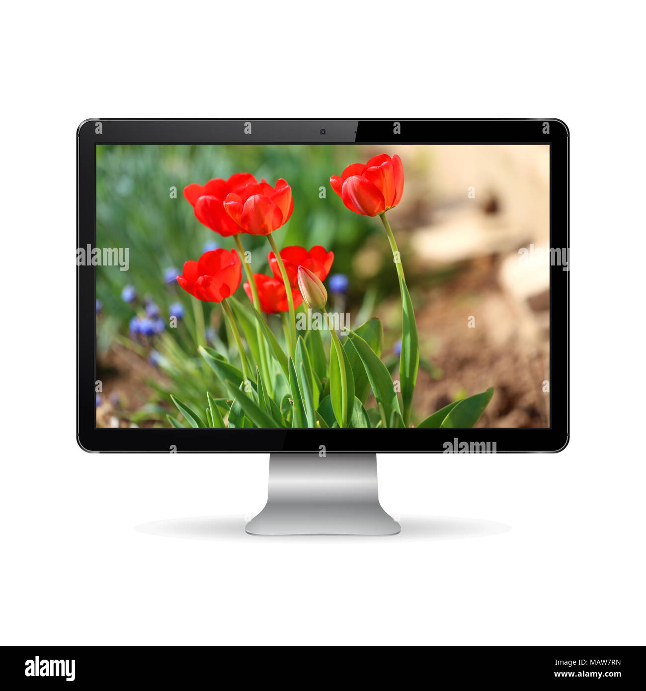 Panoramic tulip display hi-res stock photography and images - Alamy