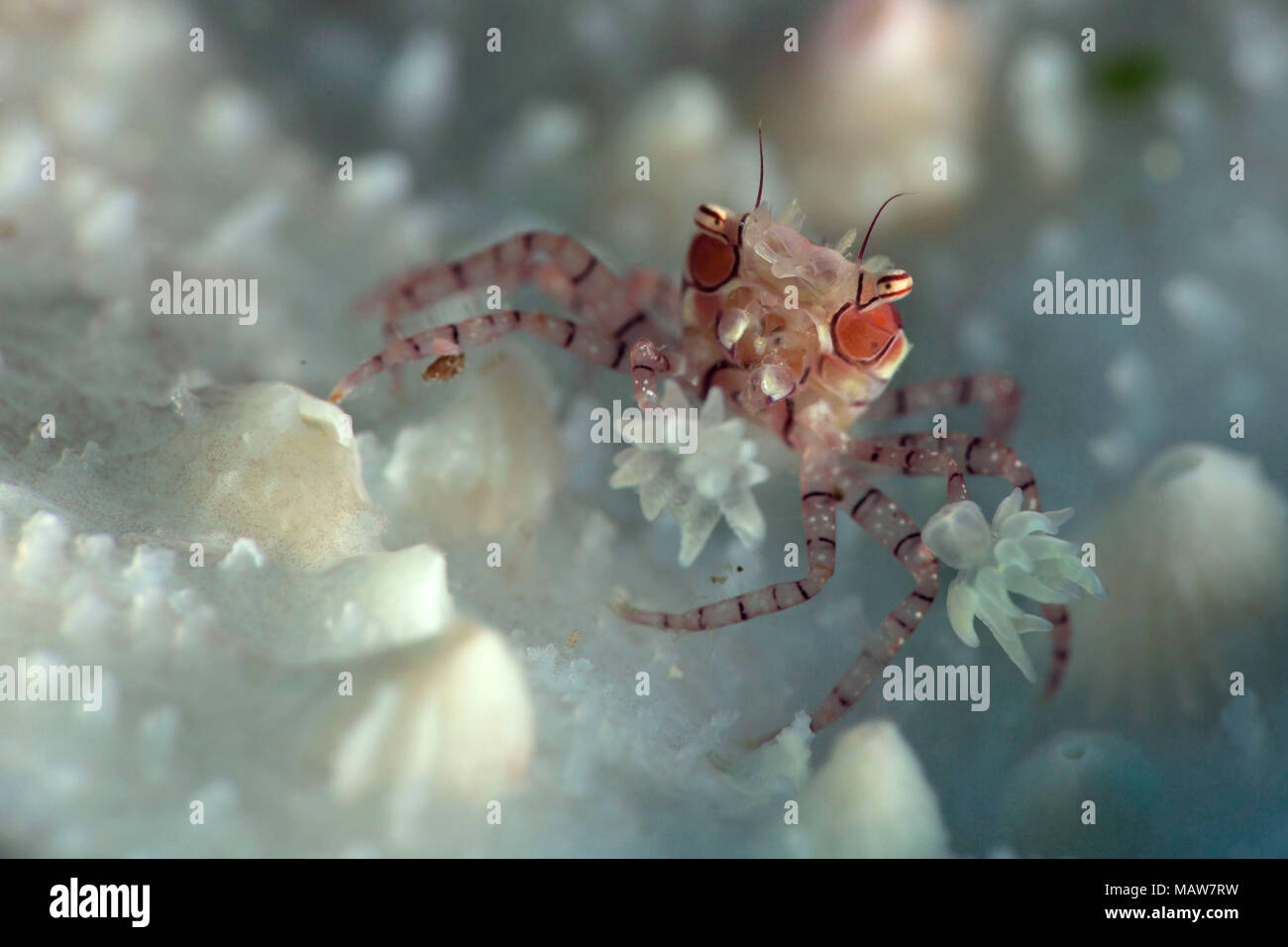 Pom-pom crab or boxer crab (Lybia tesselata). Picture was taken in the ...