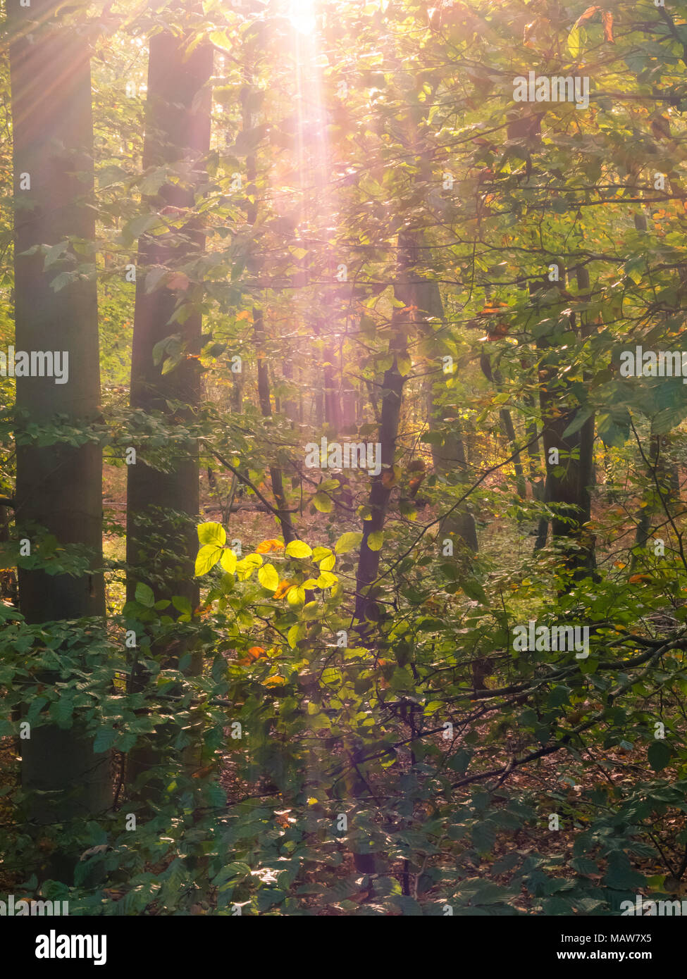 Flares through tree hi-res stock photography and images - Alamy