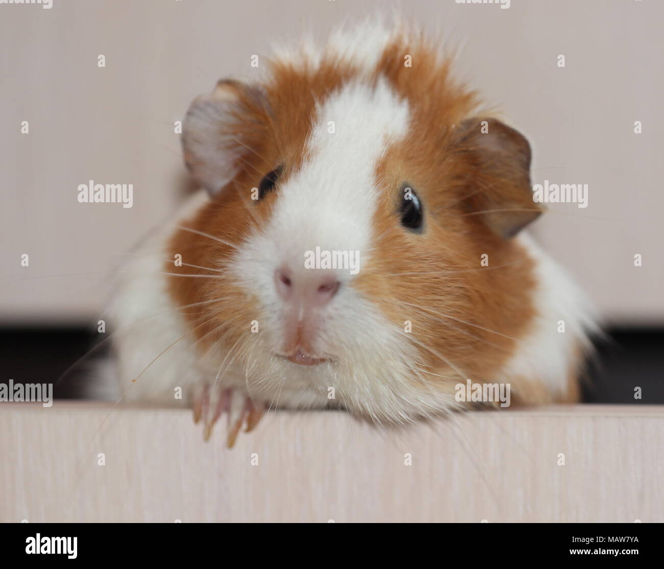 Guinea Pig Close Up High Resolution Stock Photography and Images - Alamy