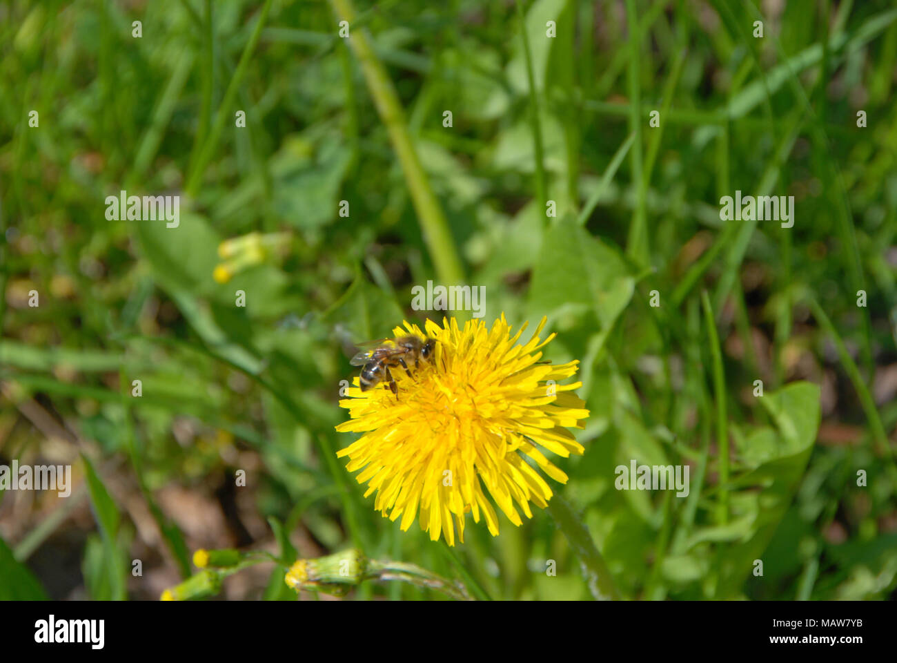 The bee collects pollen on a yellow flower Stock Photo - Alamy