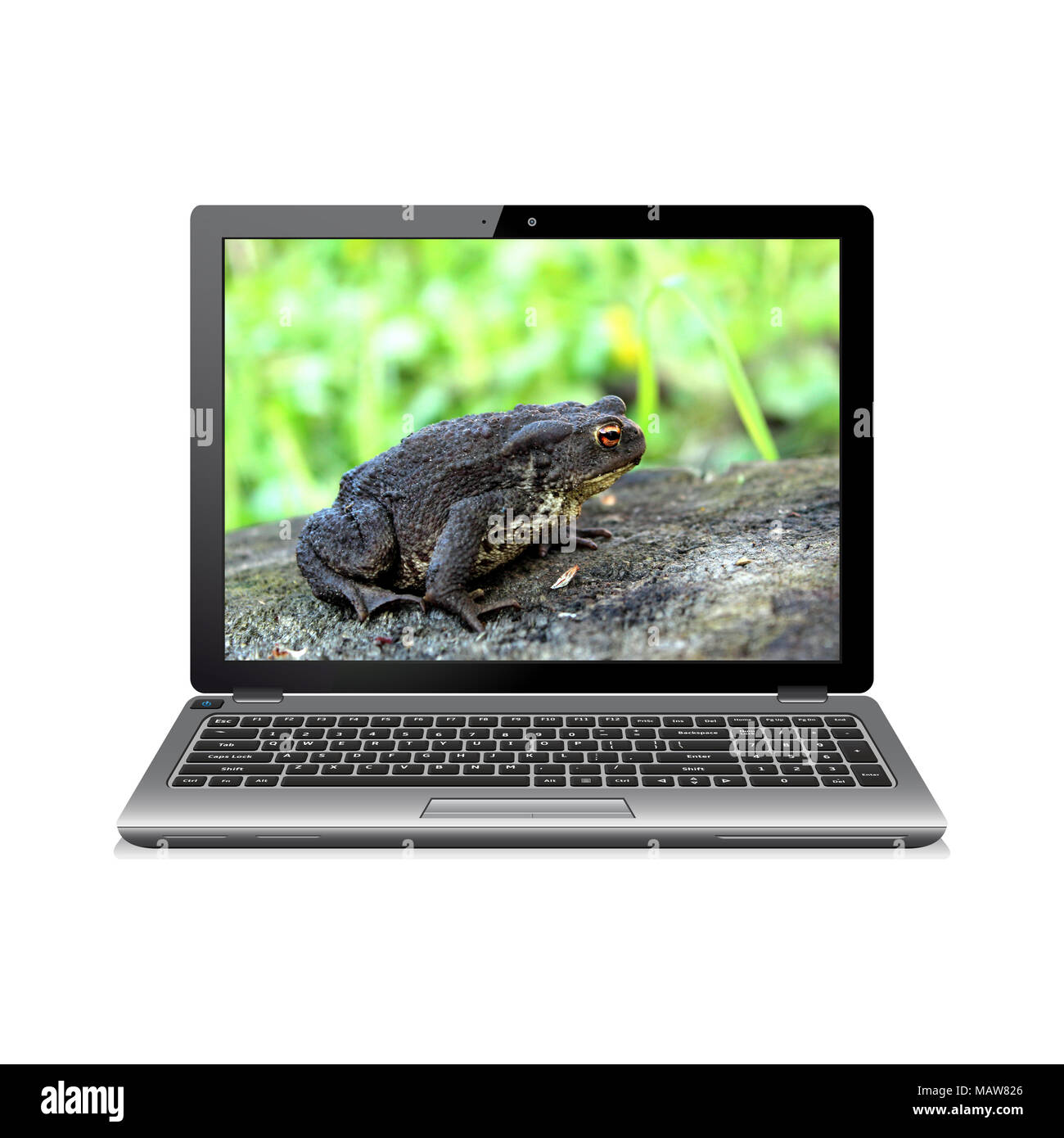 Modern laptop isolated on white with frog on screen Stock Photo - Alamy