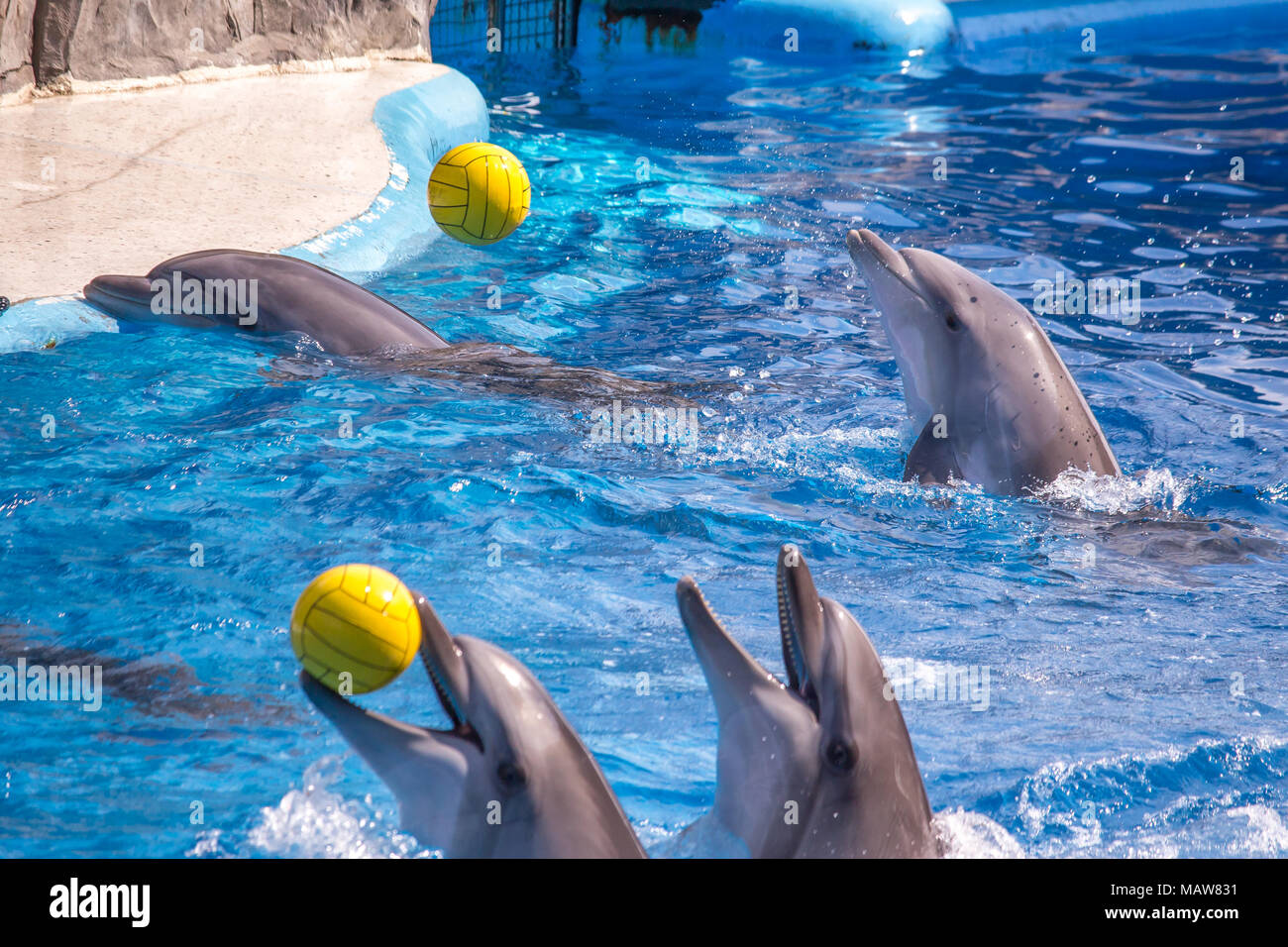 Georgia aquarium dolphin hi-res stock photography and images - Alamy