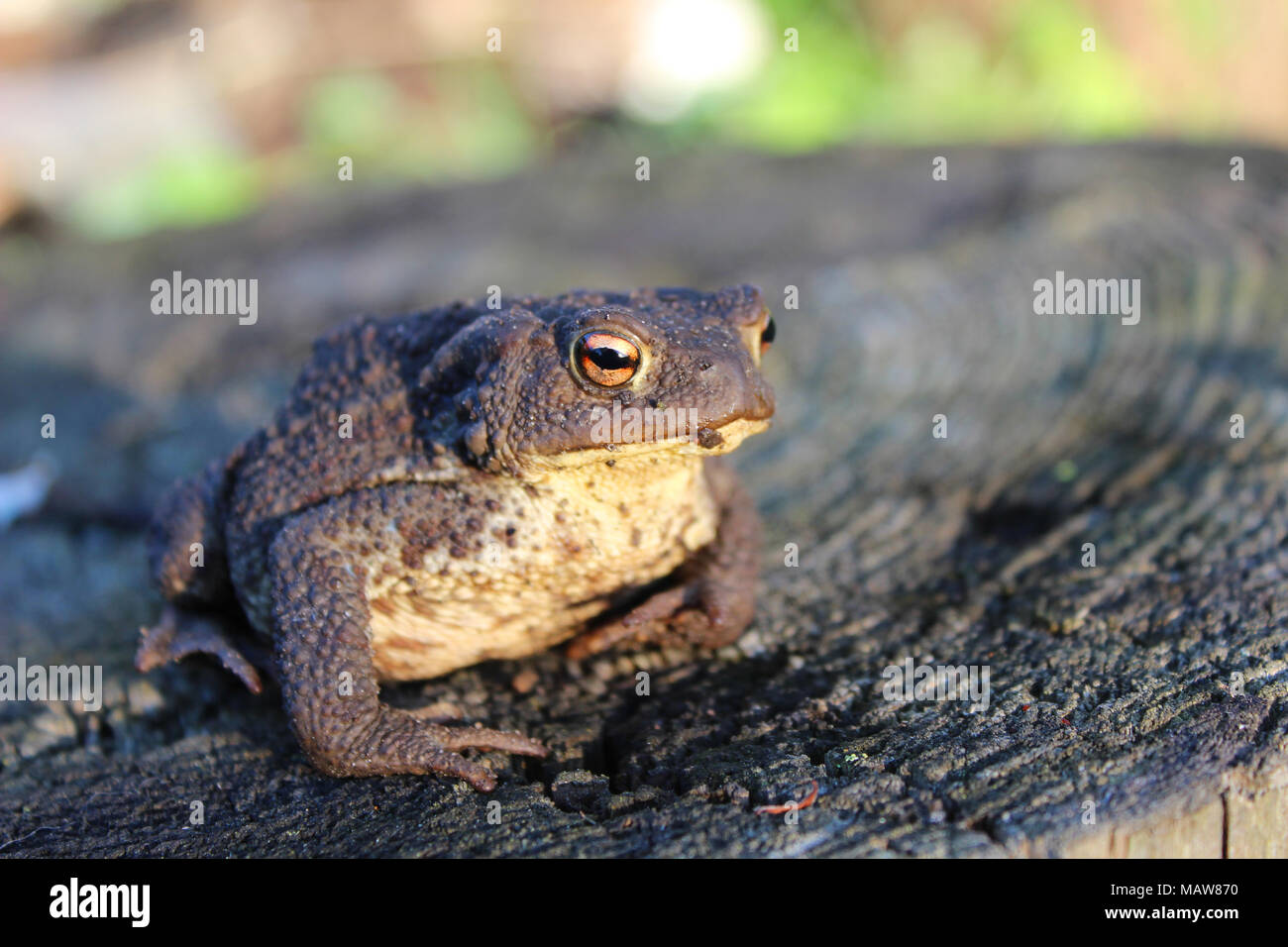 European ground toad close up Stock Photo - Alamy