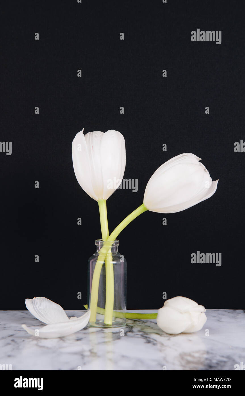 Two Simple White Tulips Against A Black Background Stock Photo Alamy