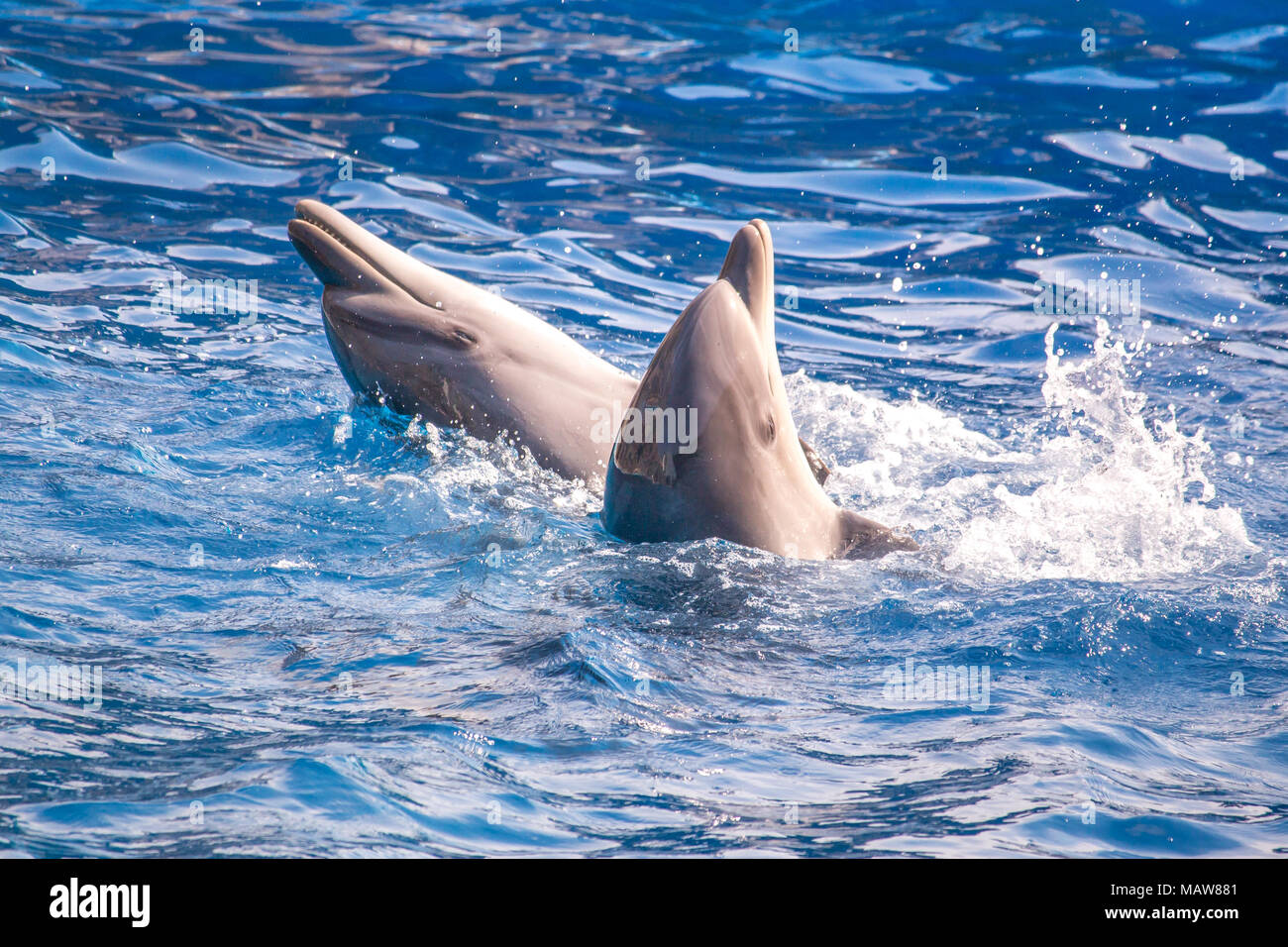 Georgia aquarium dolphin hi-res stock photography and images - Alamy