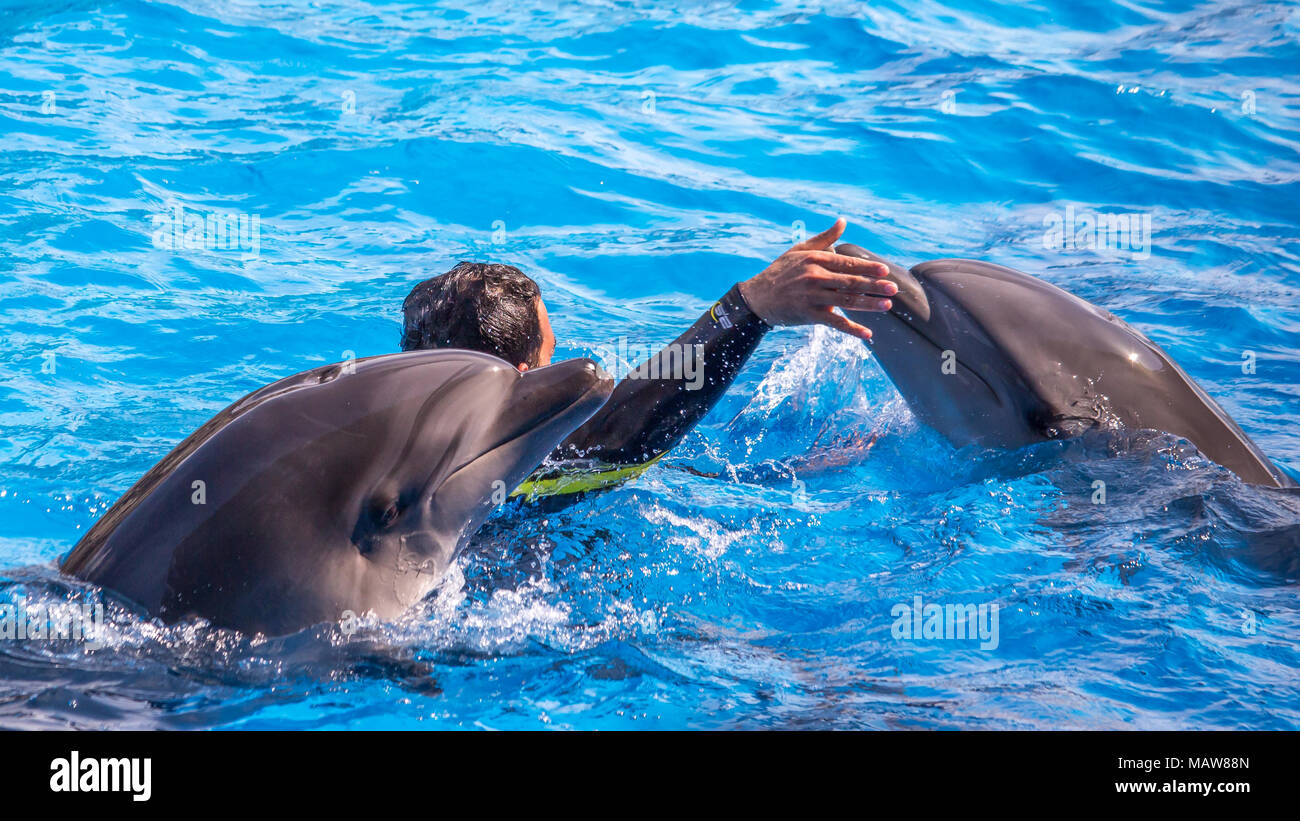 Georgia aquarium dolphin hi-res stock photography and images - Alamy