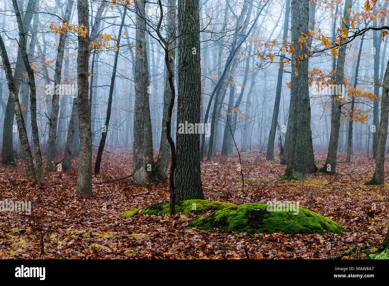 Hint of mist hi-res stock photography and images - Alamy