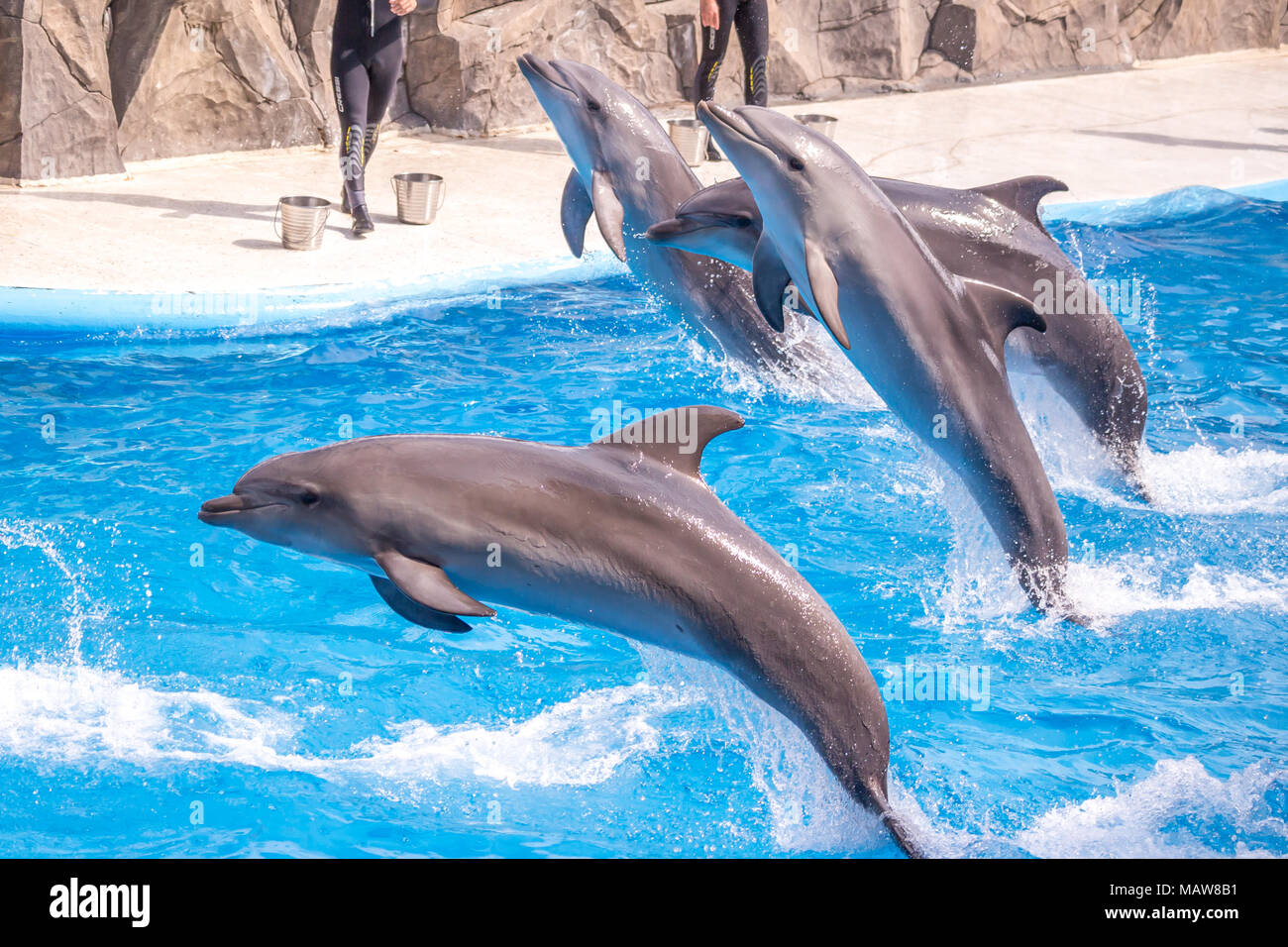 Georgia aquarium dolphin hi-res stock photography and images - Alamy