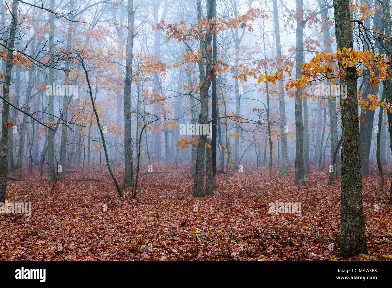Meadow covered in golden morning light and fog horror scene of a dark ...