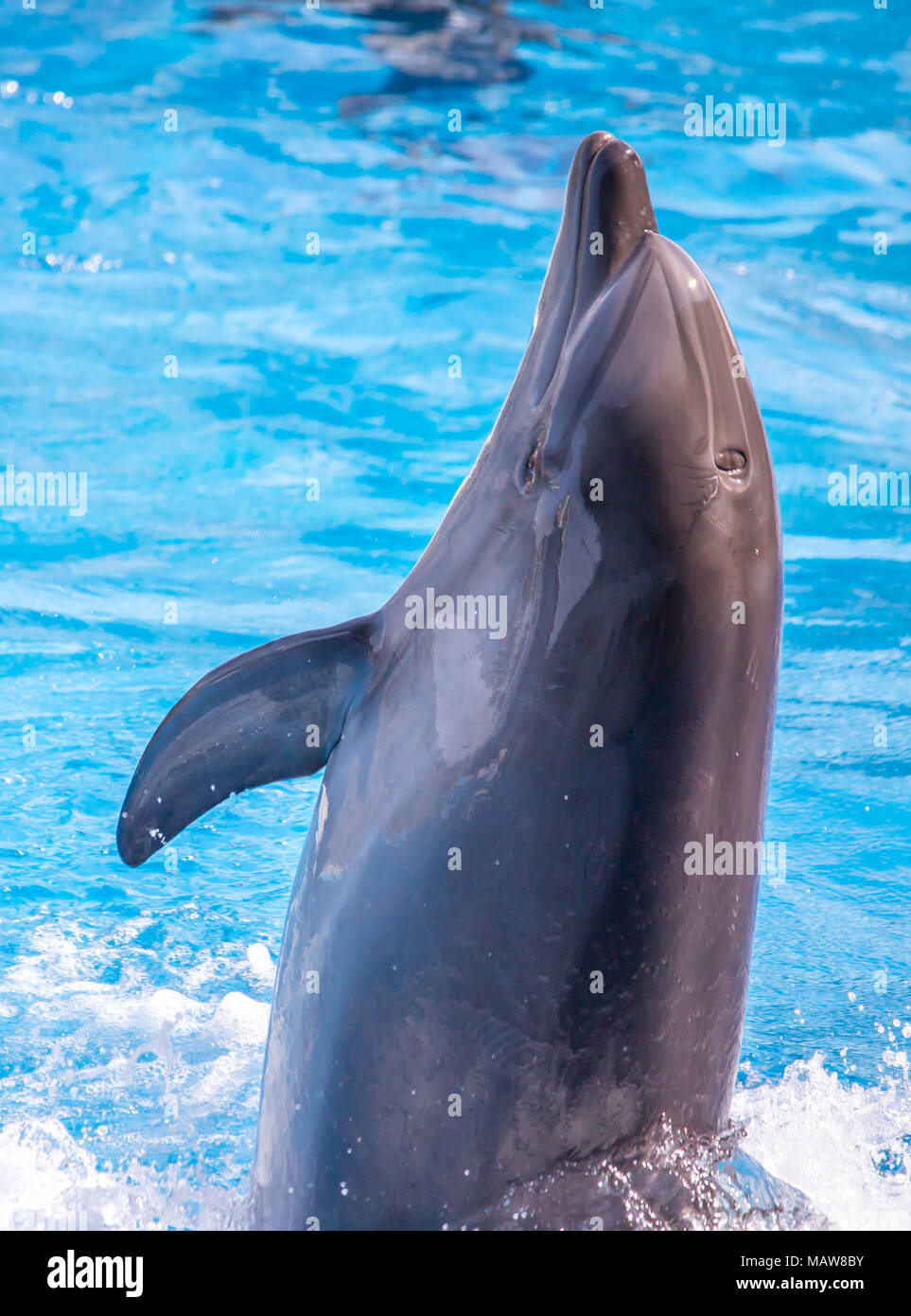 Georgia aquarium dolphin hi-res stock photography and images - Alamy