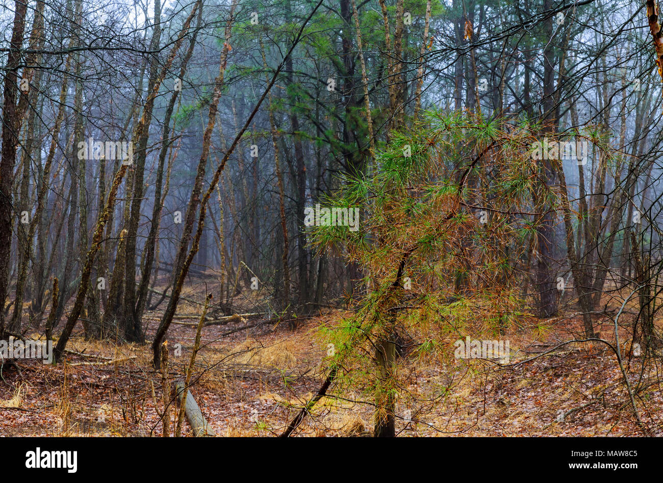 Mystical forest fog landscape of forest in the mist with path through a ...