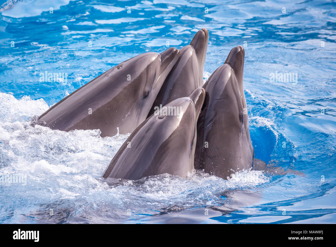 Georgia aquarium dolphin hi-res stock photography and images - Alamy