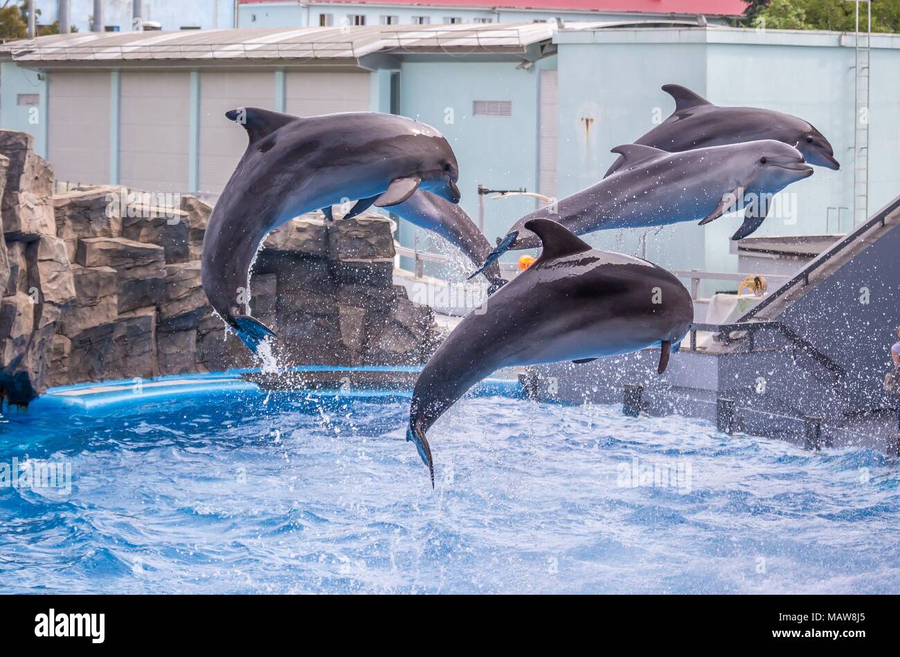 Georgia aquarium dolphin hi-res stock photography and images - Alamy
