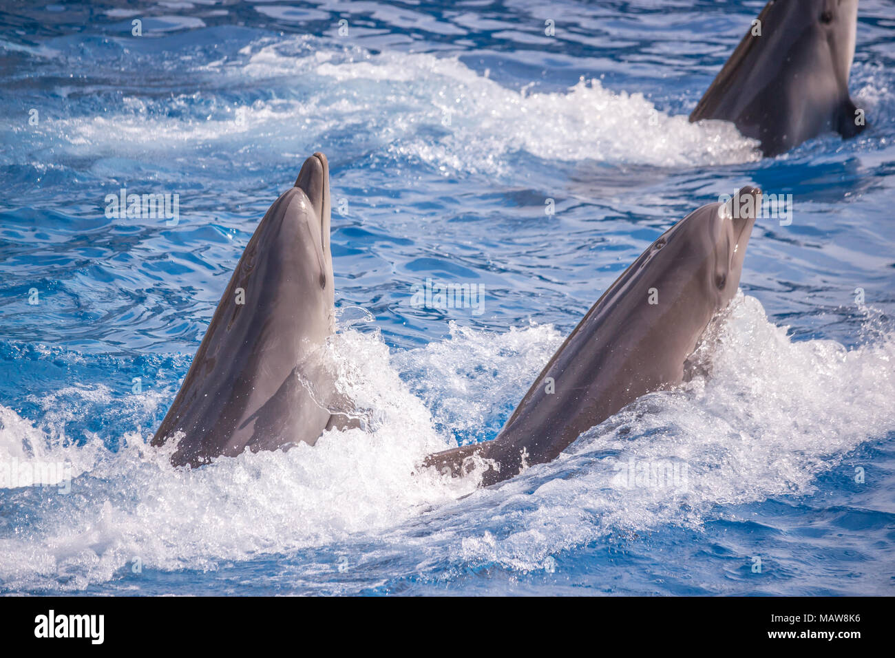 Batumi dolphinarium hi-res stock photography and images - Alamy