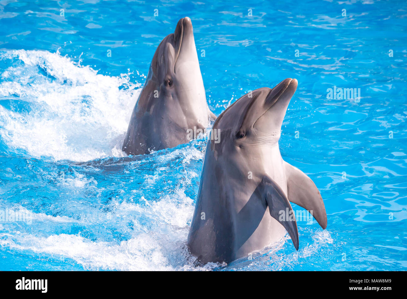 Georgia aquarium dolphin hi-res stock photography and images - Alamy