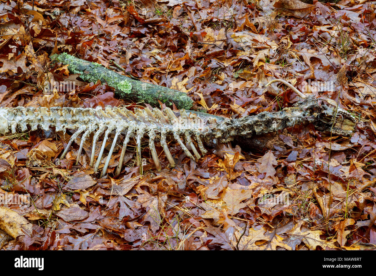 Wild goat Skull and bones in nature forest at dawn Stock Photo - Alamy
