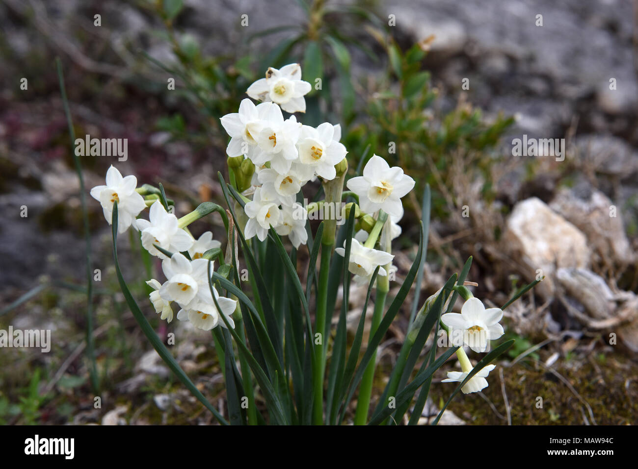 Wild miniature or dwarf daffodils Stock Photo - Alamy