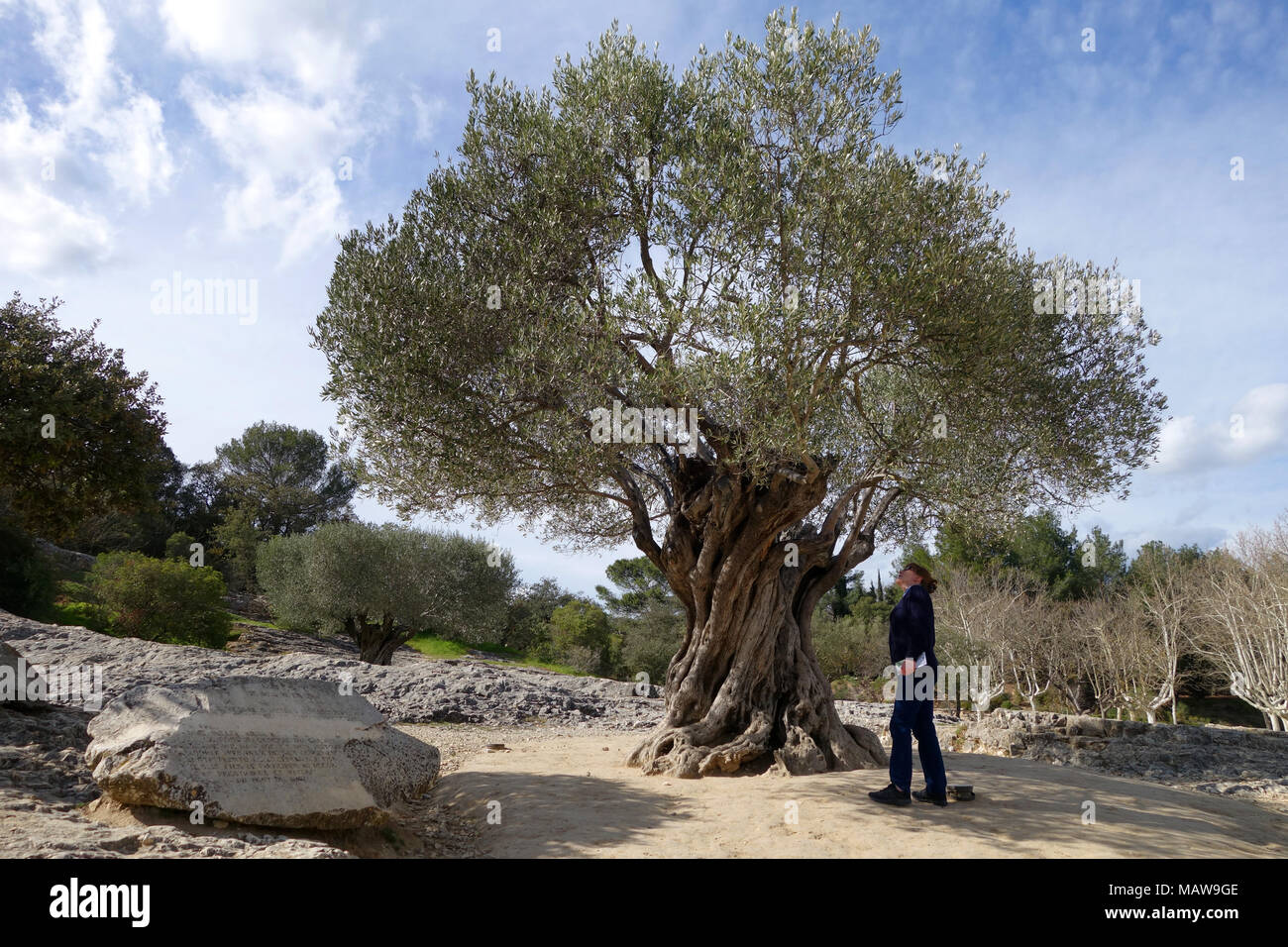 Ancient olive tree hi-res stock photography and images - Alamy