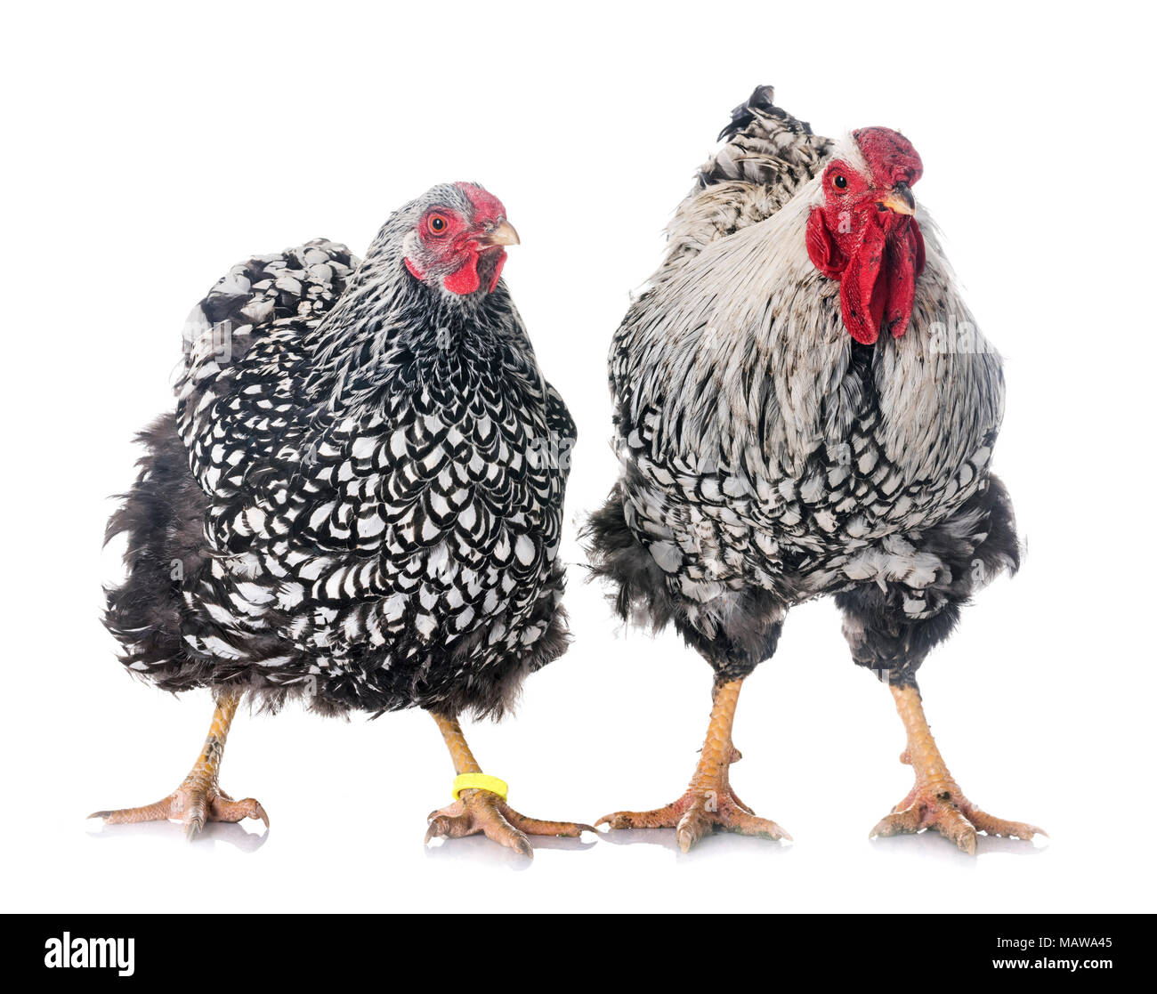 Silver laced wyandotte rooster hi-res stock photography and images - Alamy