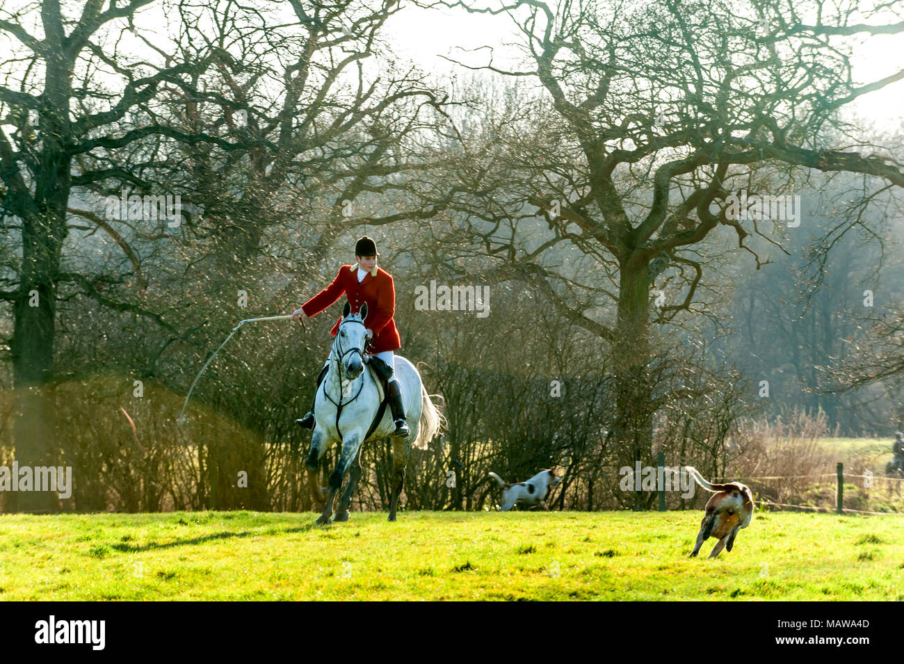 The Boxing Day hunt by the Surrey Union Hunt Stock Photo - Alamy