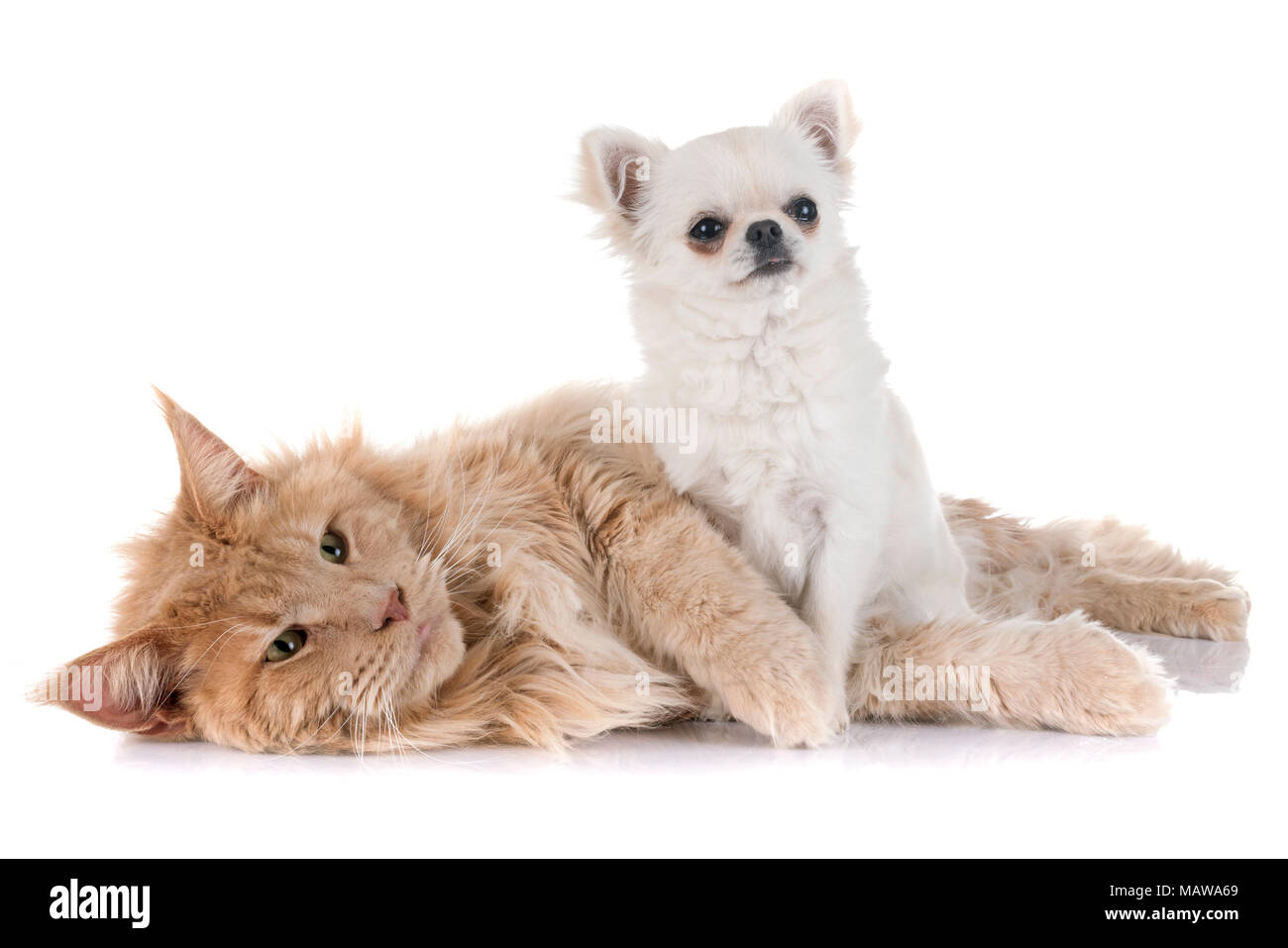 maine coon cat and chihuahua in front of white background Stock Photo ...