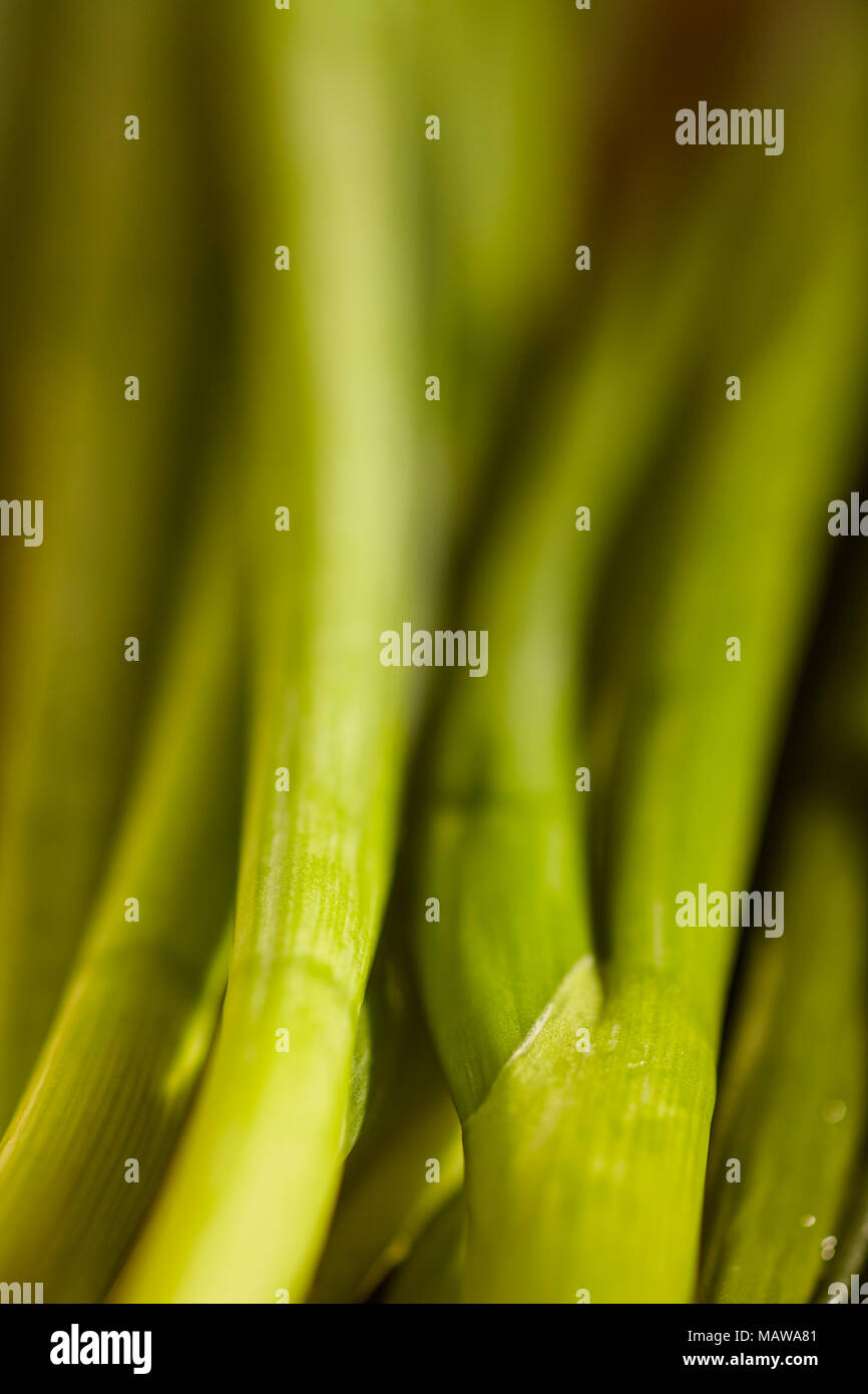 Bunch of scallions hi-res stock photography and images - Alamy