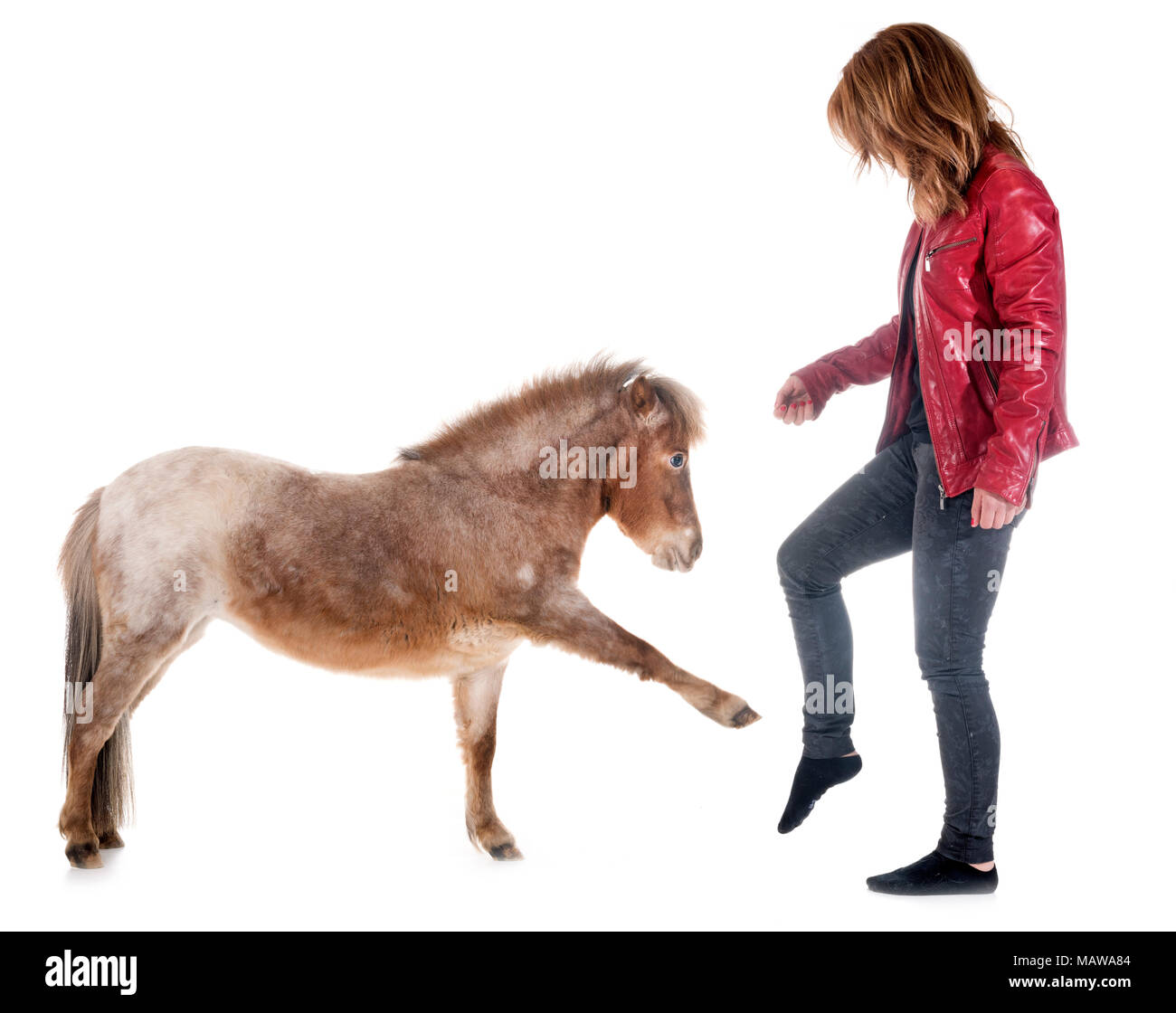 Falabella miniature horse hi-res stock photography and images - Alamy