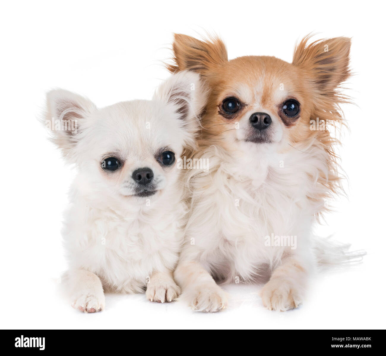 three chihuahuas in front of white background Stock Photo - Alamy