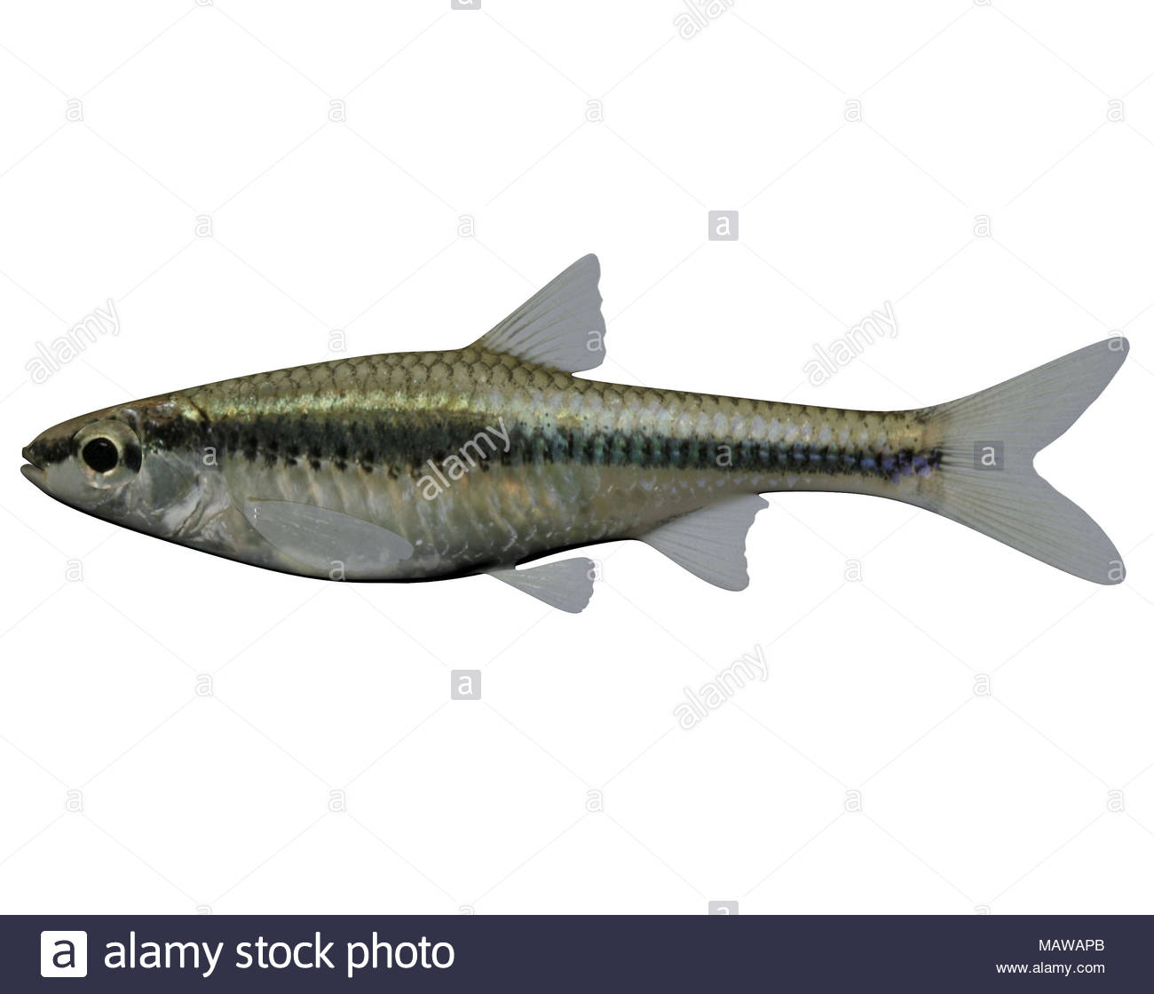 Notropis High Resolution Stock Photography and Images - Alamy
