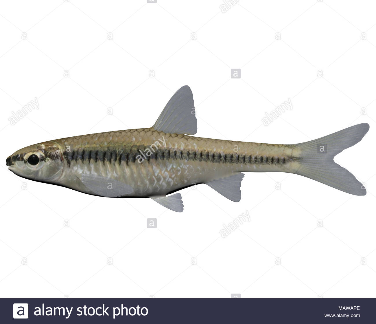 Blacknose Shiner High Resolution Stock Photography and Images - Alamy