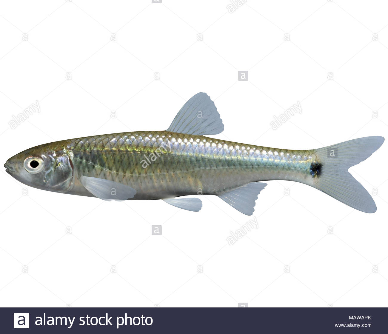 Shiner Fish Stock Photos & Shiner Fish Stock Images - Alamy