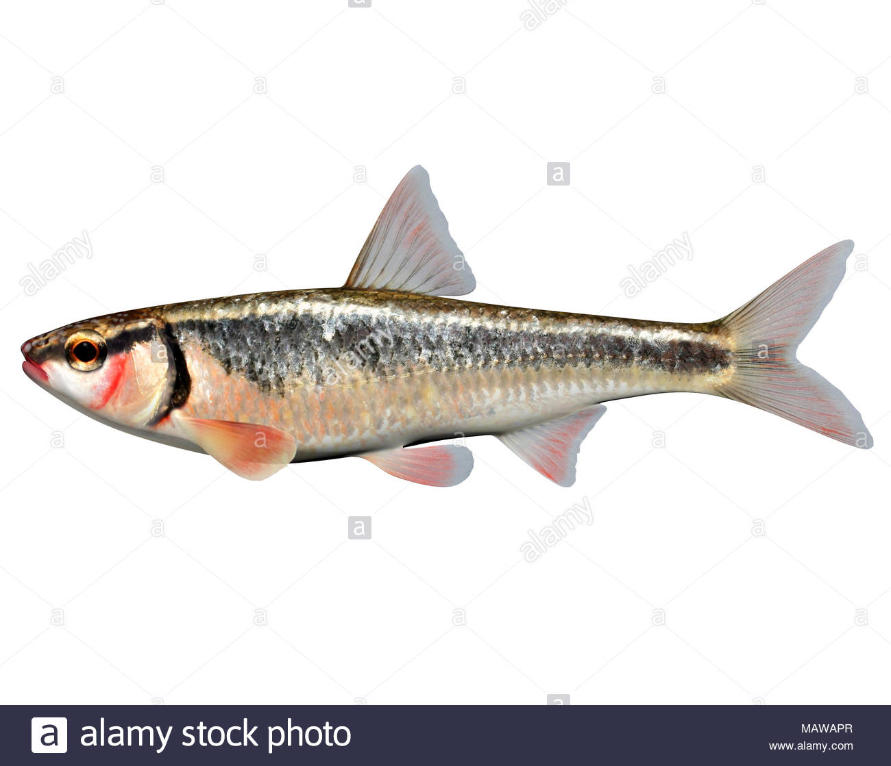 Shiner Fish Stock Photos & Shiner Fish Stock Images - Alamy