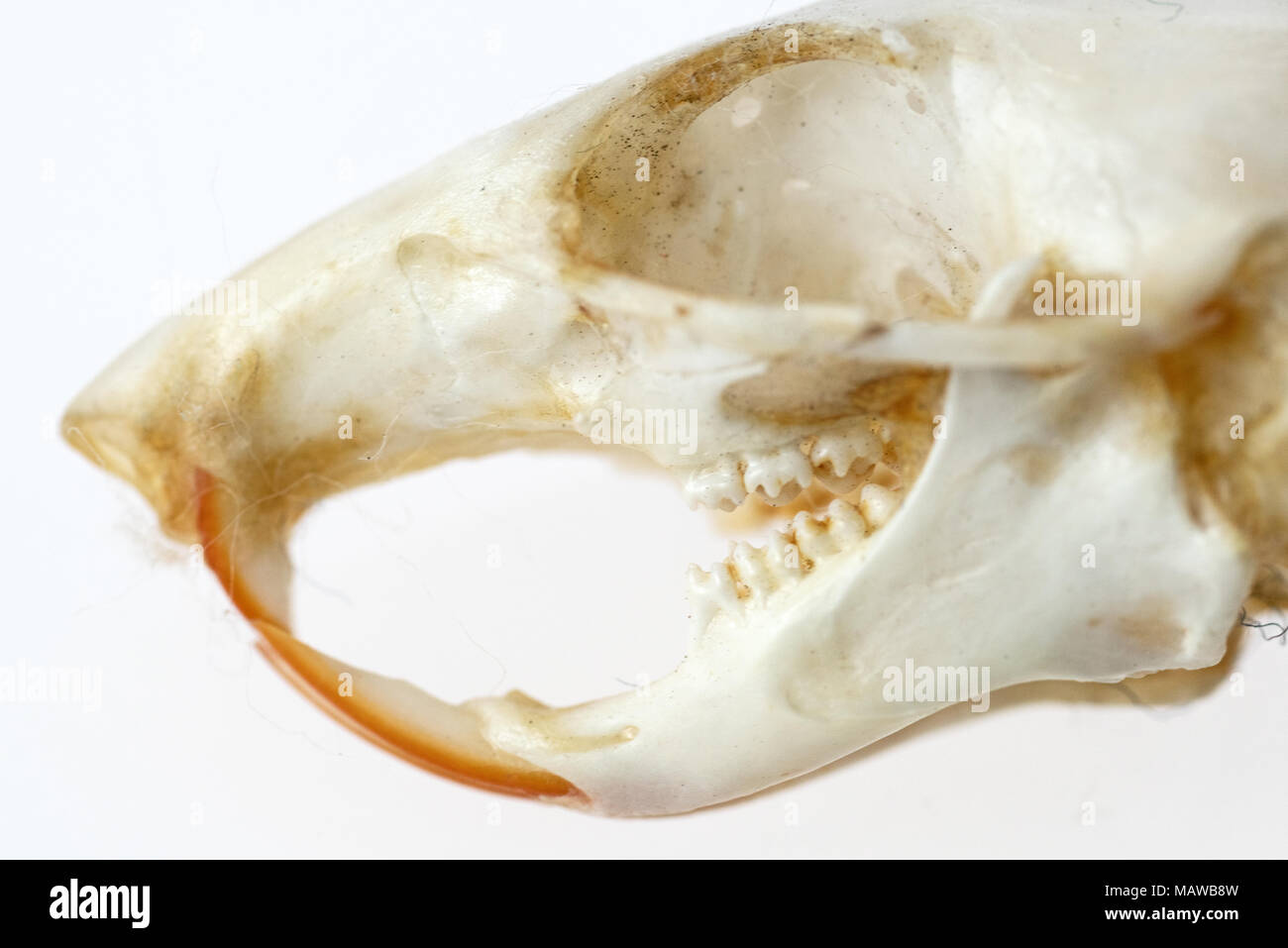 Chipmunk skeleton hi-res stock photography and images - Alamy