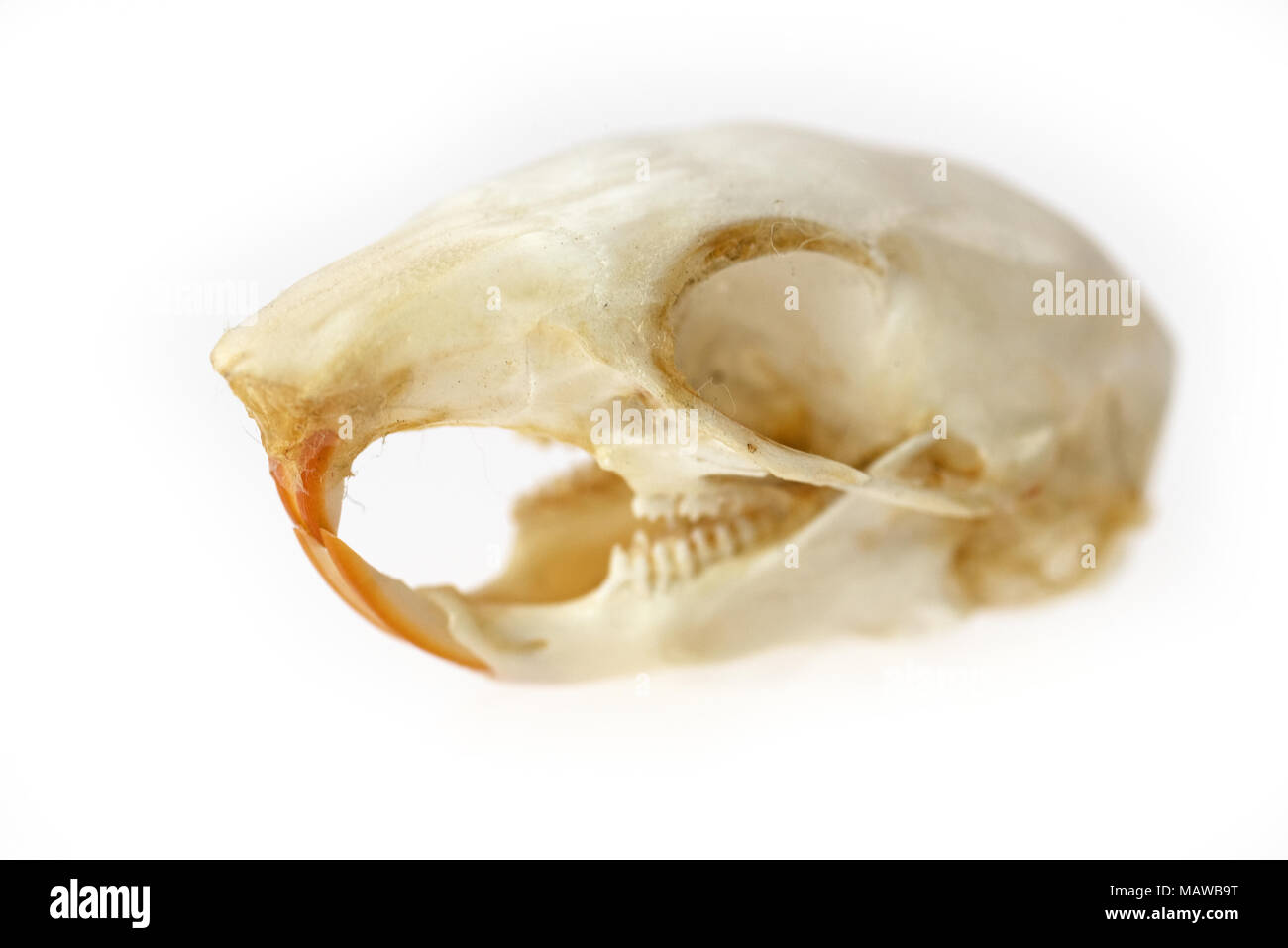 Chipmunk skeleton hi-res stock photography and images - Alamy