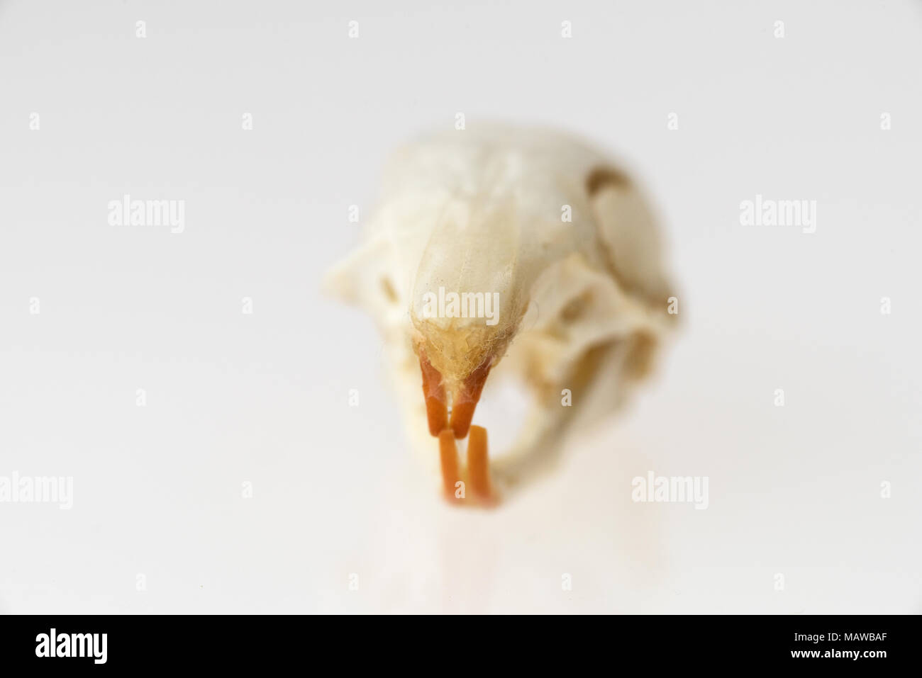 Chipmunk teeth hi-res stock photography and images - Alamy