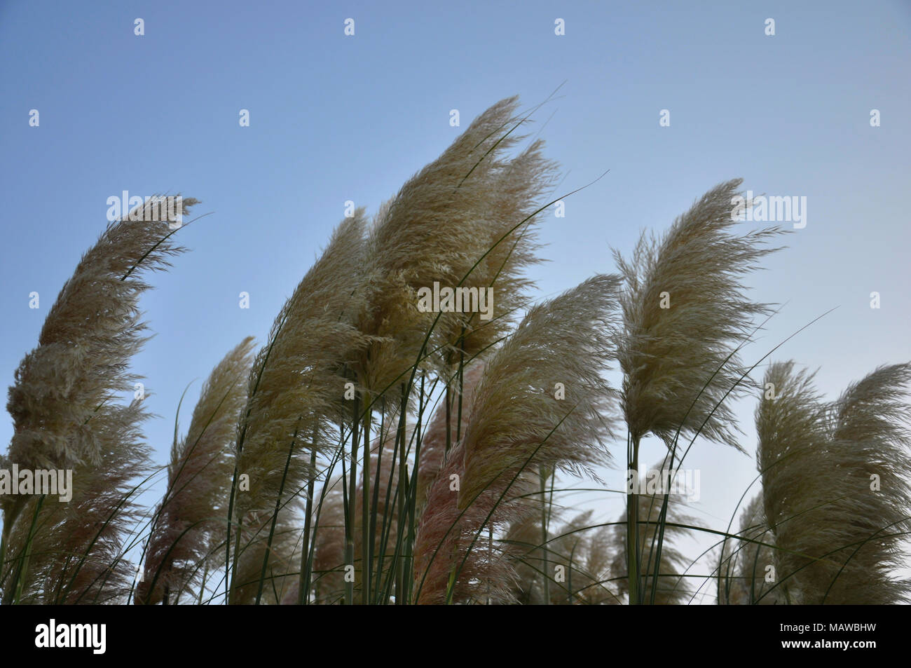 Cane in the wind with a blue sky background Stock Photo - Alamy