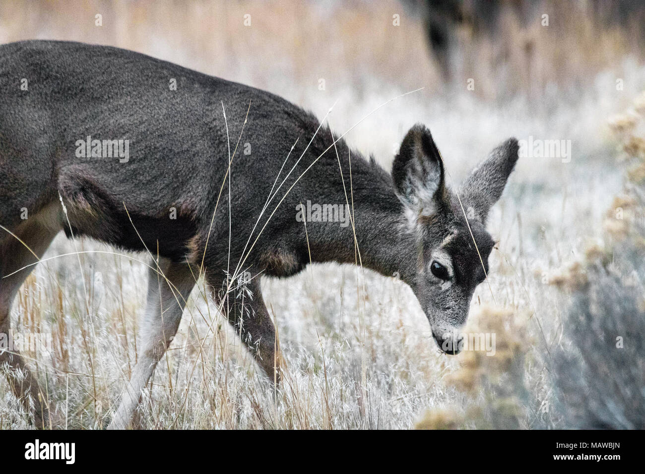 Grazing black tailed deer hi-res stock photography and images - Alamy