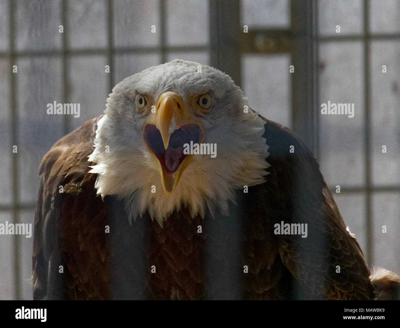 Caged bald eagles hi-res stock photography and images - Alamy