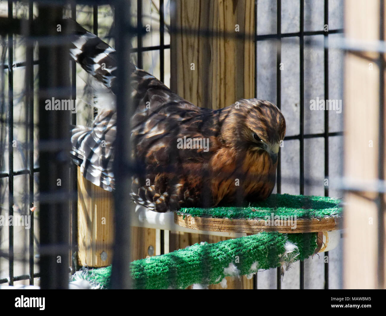 A Red-Tailed Hawk Lying Down in an Aviary Outside Meadowside Nature ...