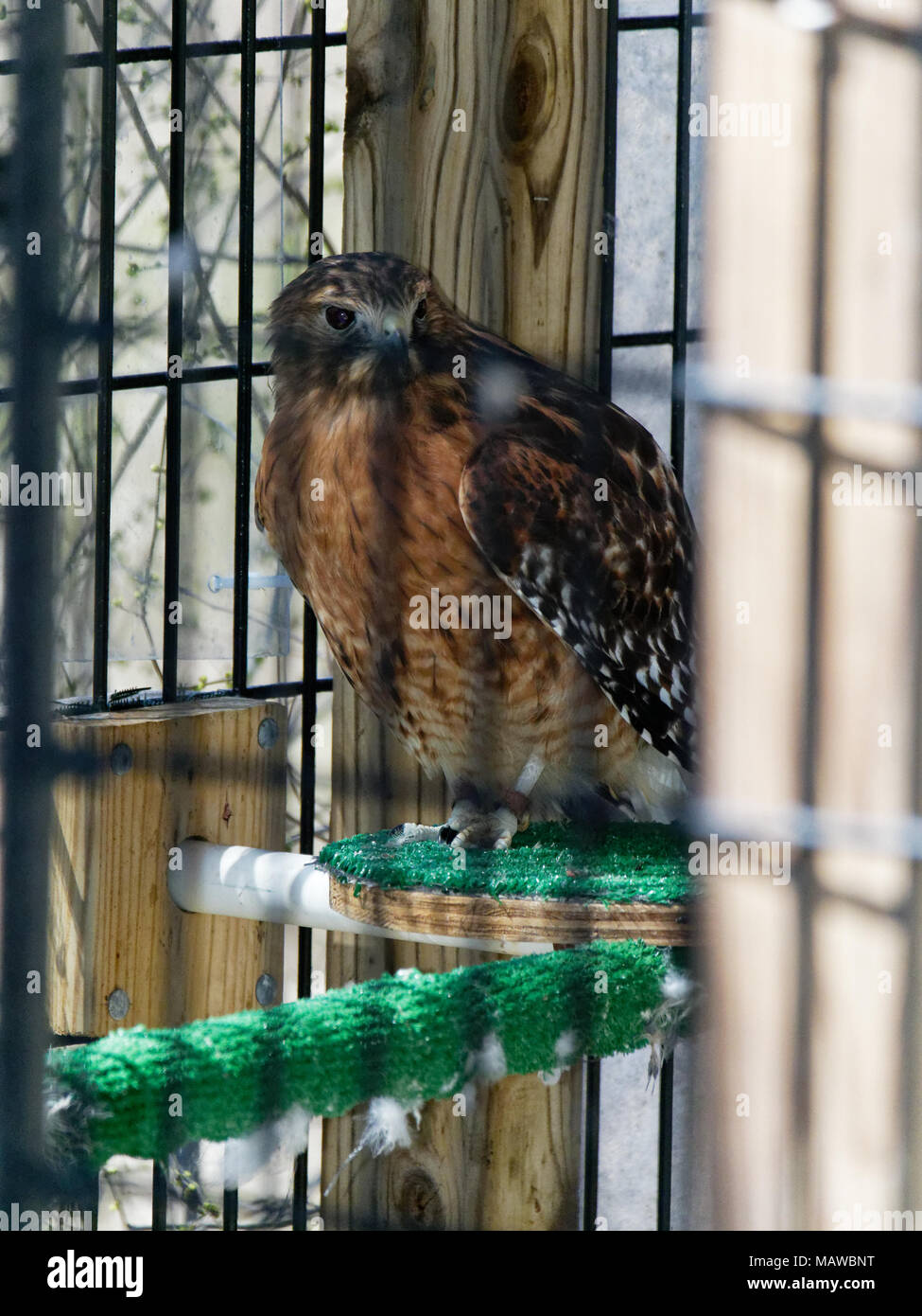 A Red-Tailed Hawk Perched in an Aviary Outside Meadowside Nature Center ...
