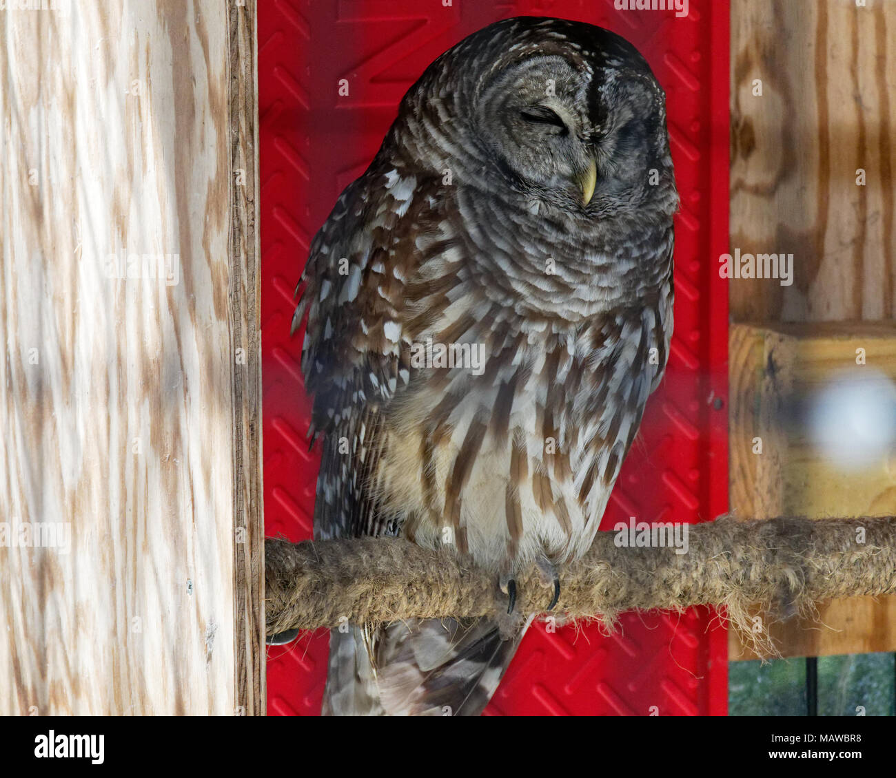 Barred Owl Sleeping on a Perch with Eyes Closed in an Aviary at the ...