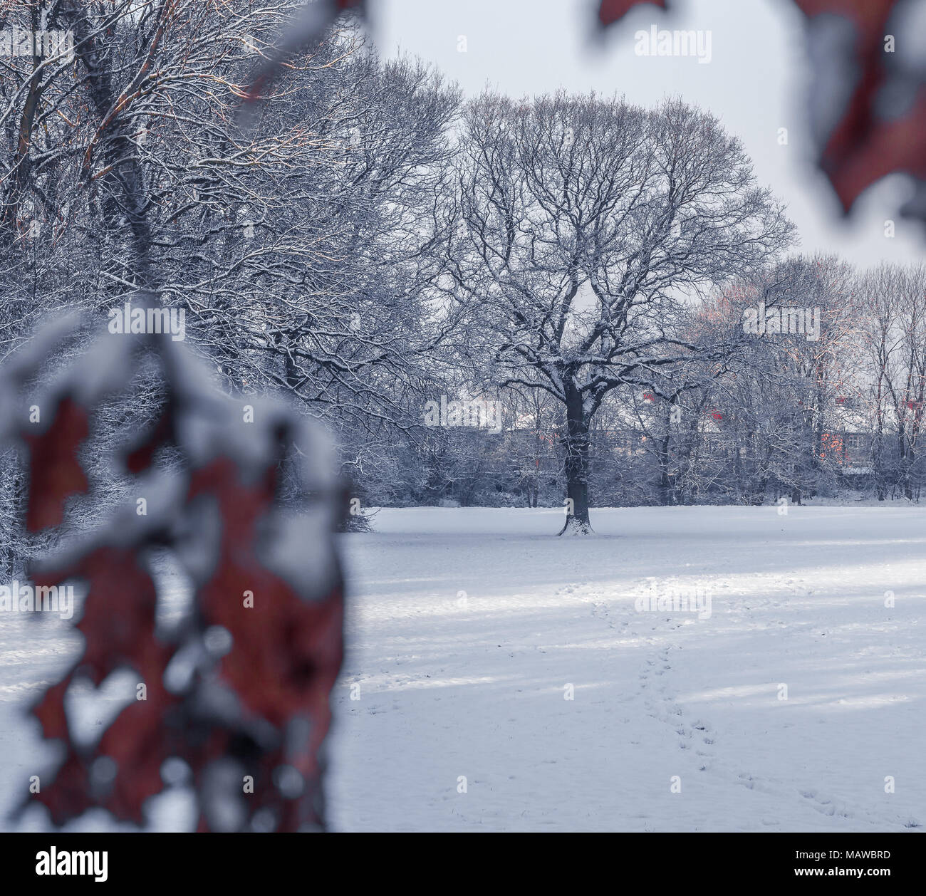 Stark tree hi-res stock photography and images - Alamy