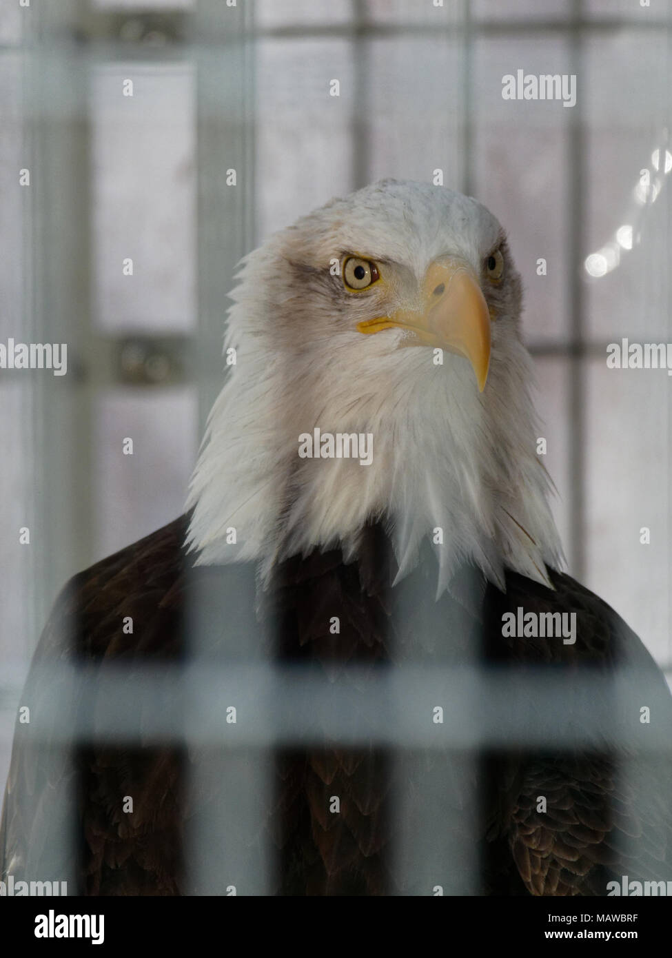 Eagle aviary hi-res stock photography and images - Alamy