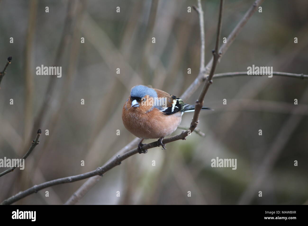 Resting head on chest hi-res stock photography and images - Alamy