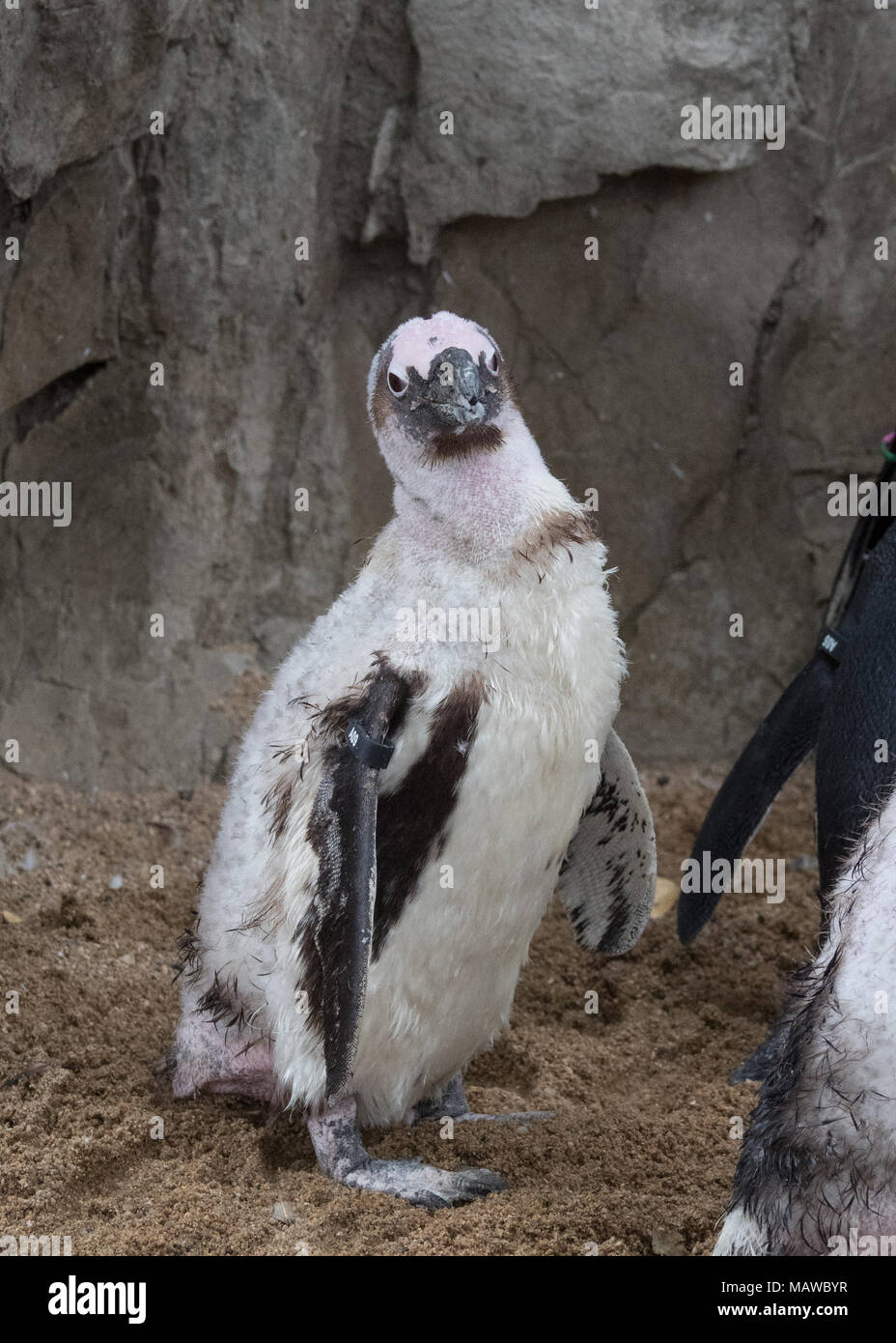Cute Humboldt Penguin Standing in the Sand at the Denver Zoo Stock ...